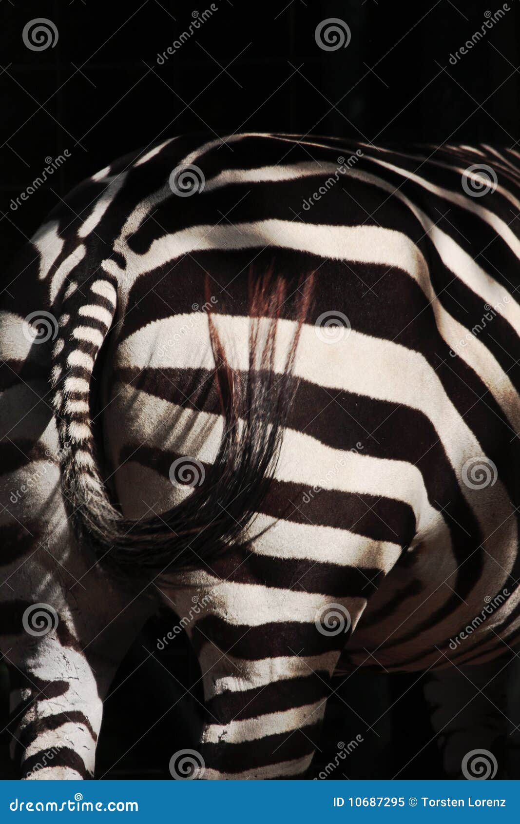 Zebra From The Back View Royalty-Free Stock Photography | CartoonDealer ...