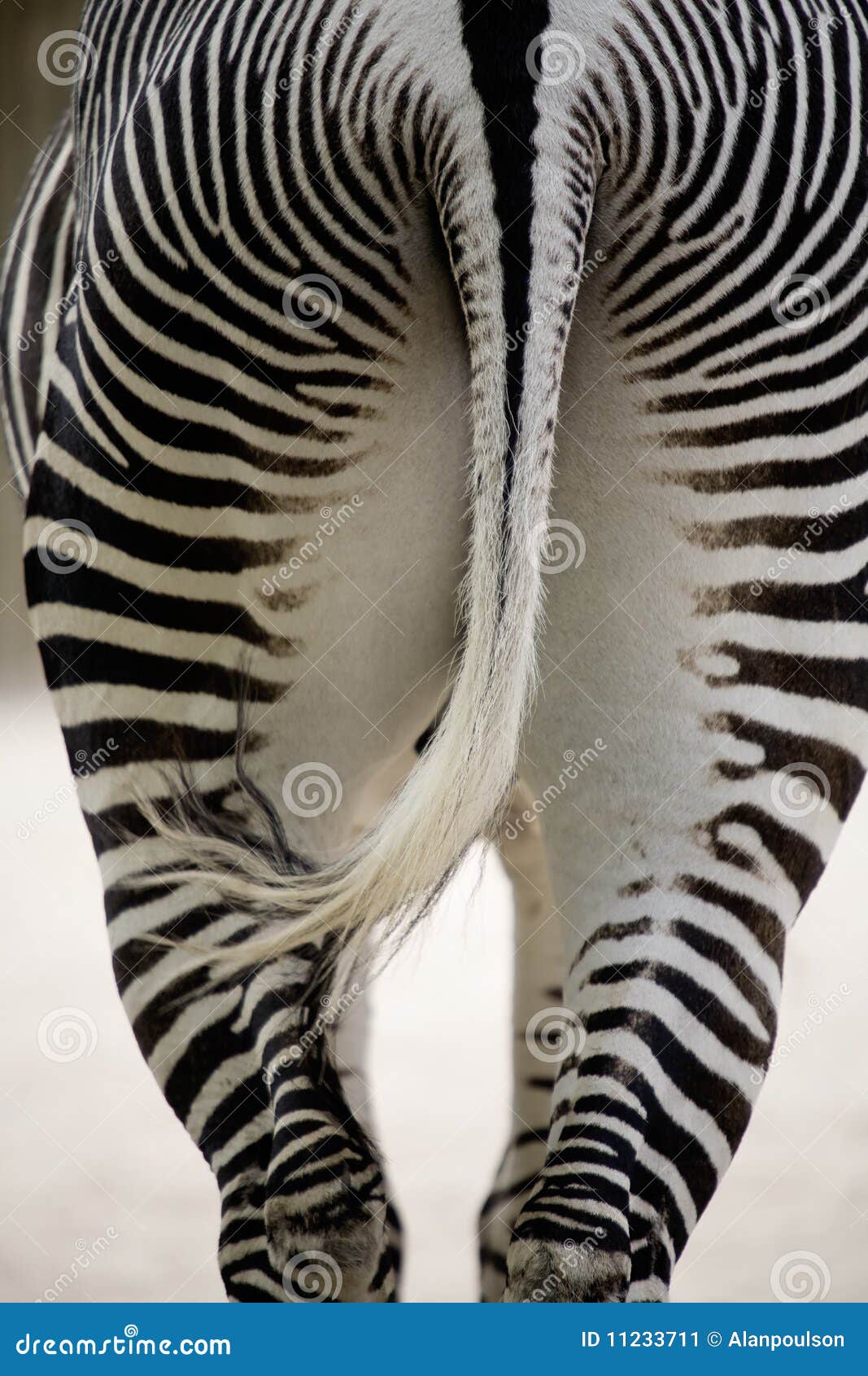 Zebra from back stock image. Image of black, zebra, back - 11233711