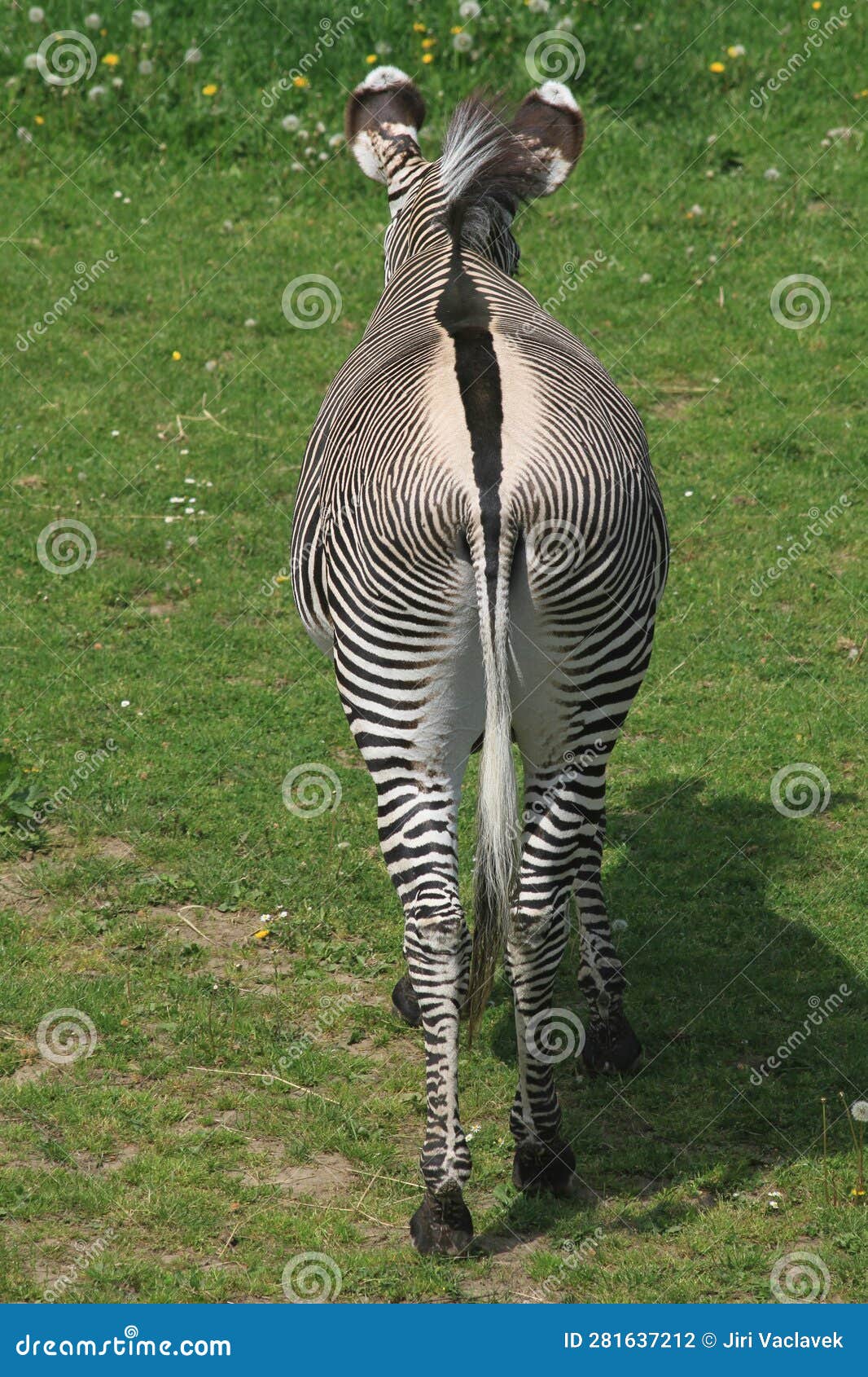 Zebra from the back stock photo. Image of africa, wildlife - 281637212