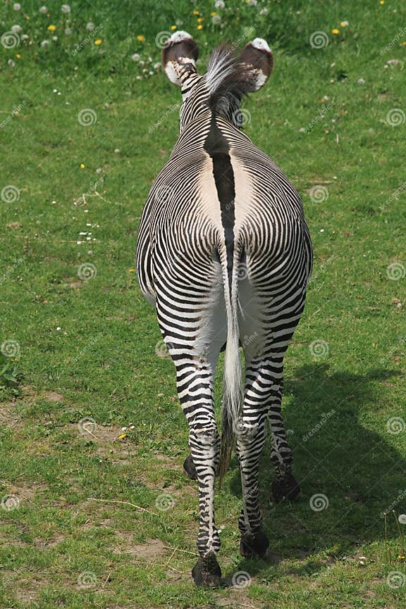 Zebra from the back stock photo. Image of africa, wildlife - 281637212