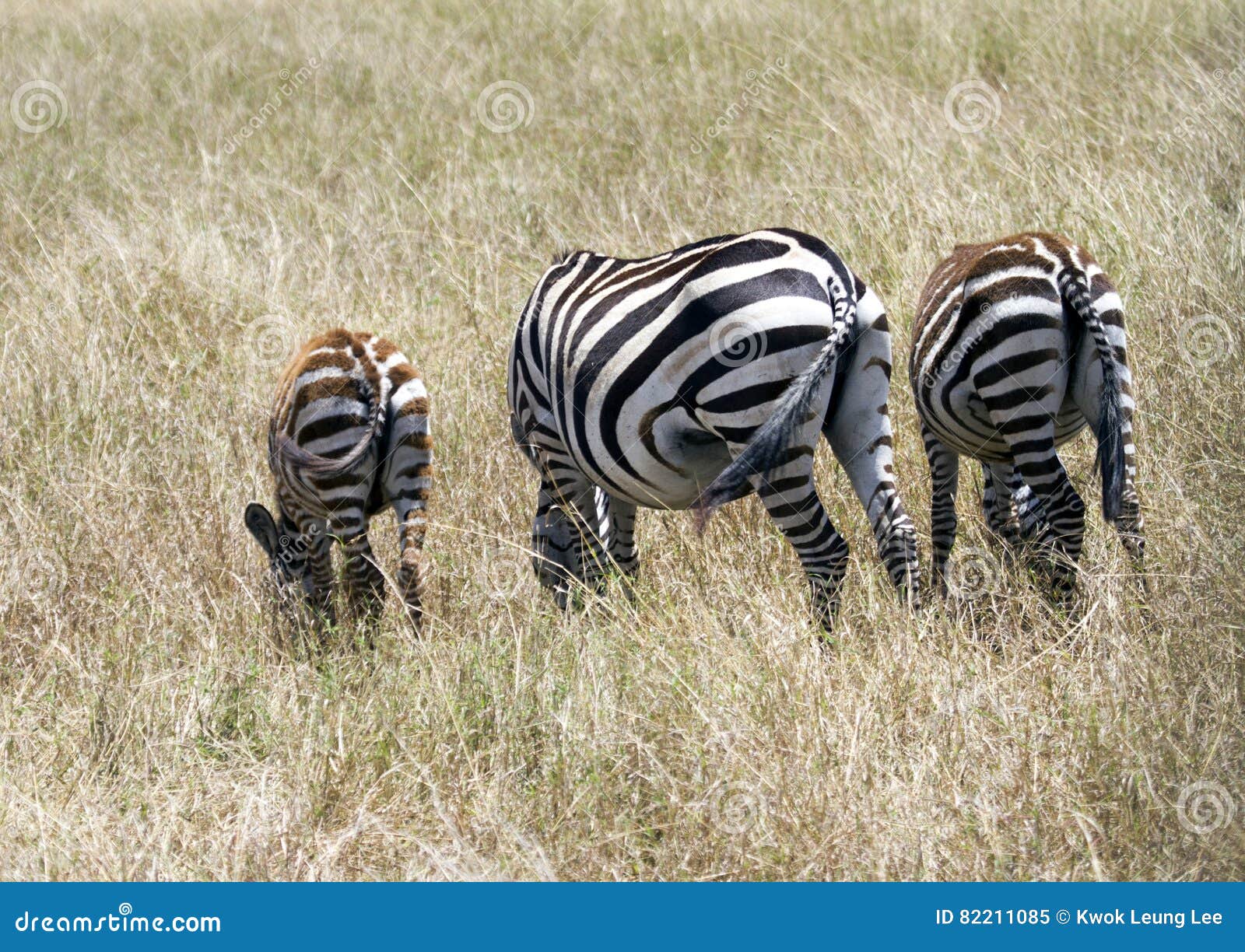 Zebra back side stock image. Image of animal, grasslands - 82211085