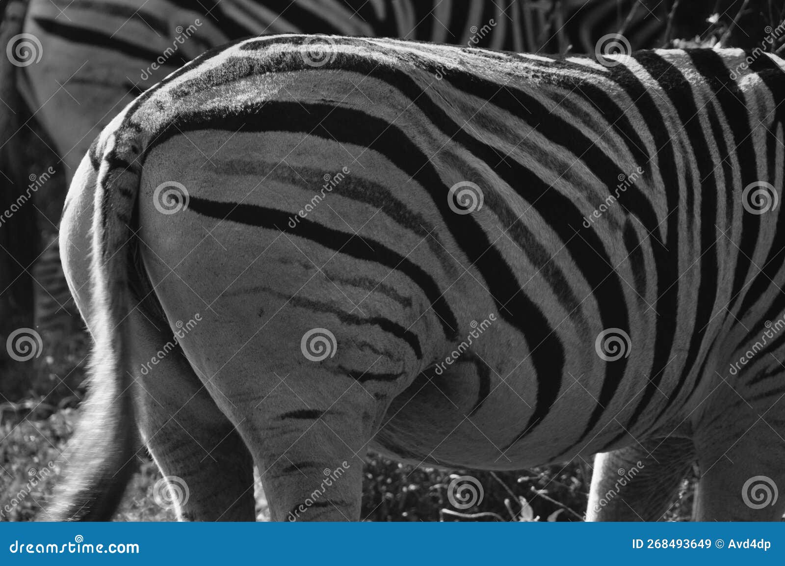 Back side of a zebra stock image. Image of nature, white - 268493649