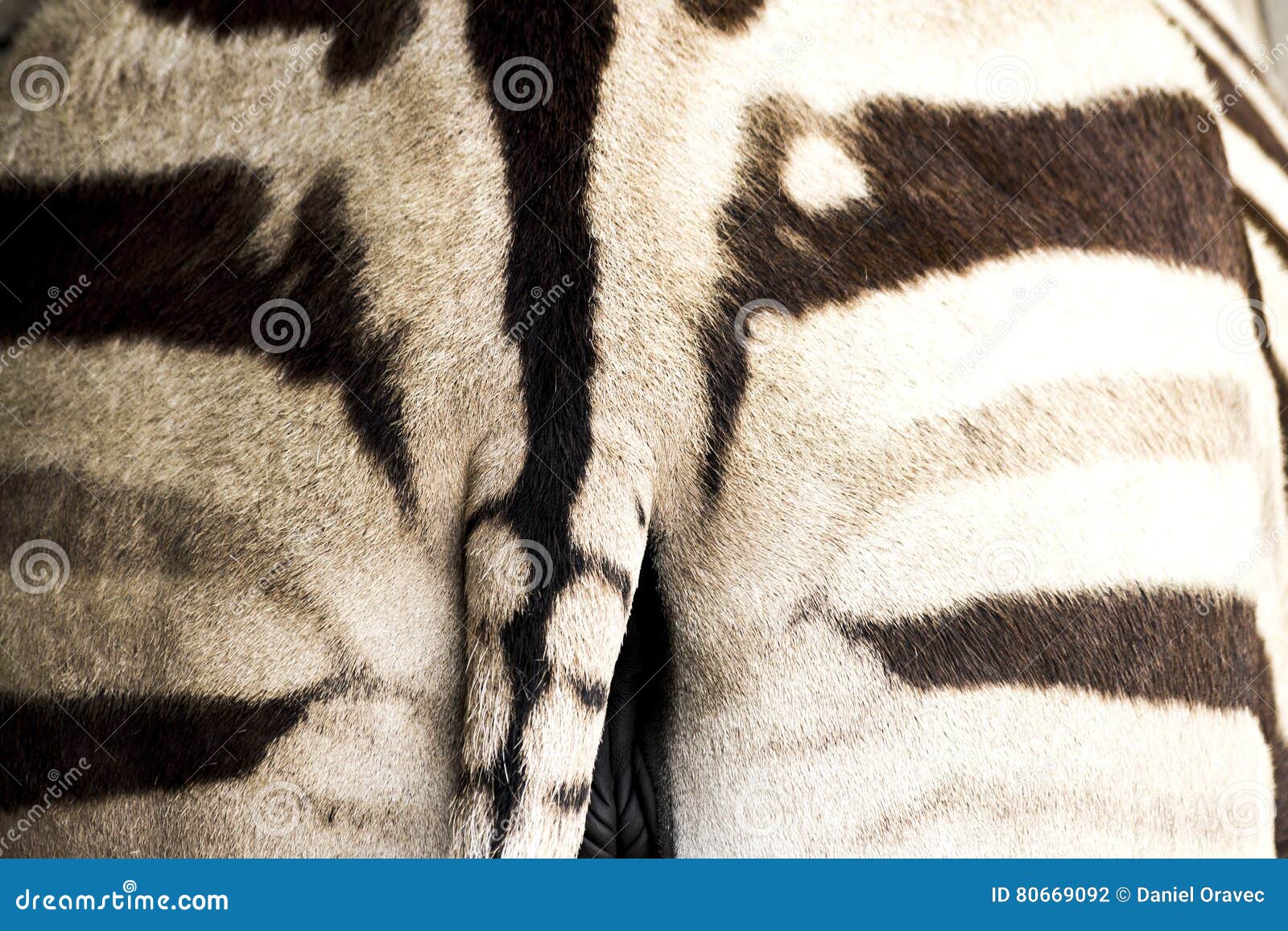 Zebra From The Back View Royalty-Free Stock Photography | CartoonDealer ...