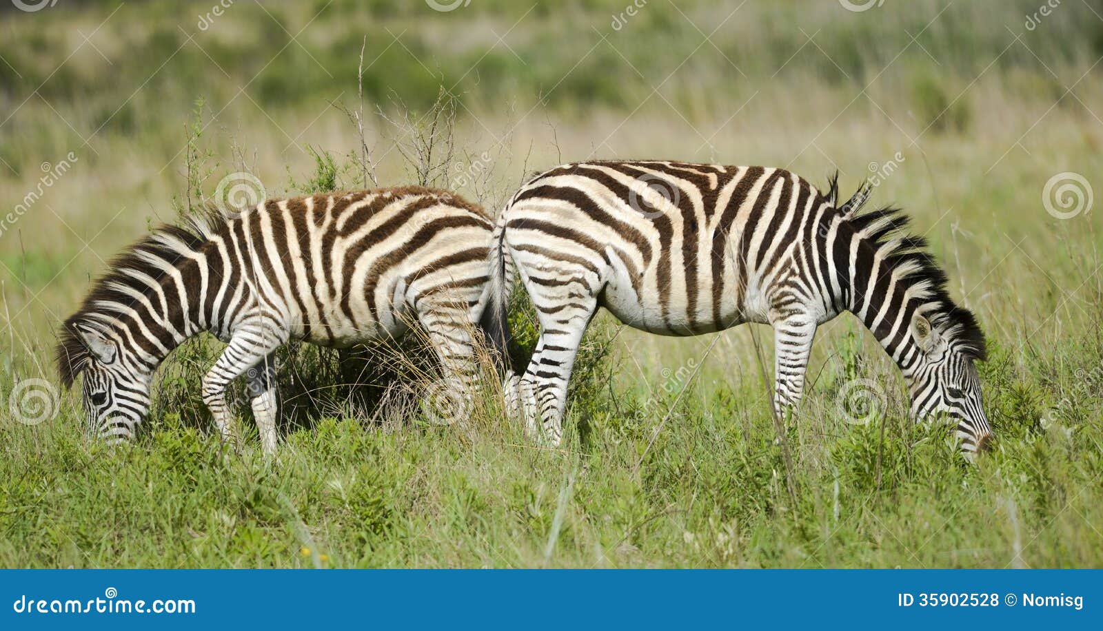 Zebra back to back stock photo. Image of plains, white - 35902528