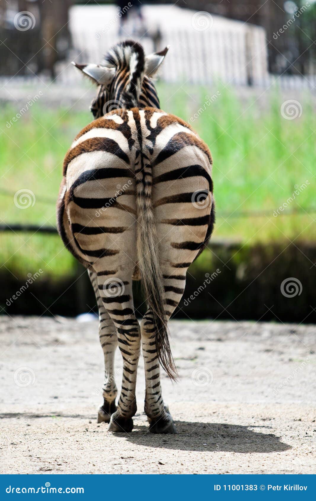 Zebra From The Back View Royalty-Free Stock Photography | CartoonDealer ...