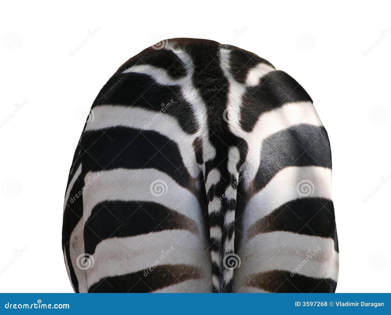 Zebra, back view stock photo. Image of africa, background - 3597268