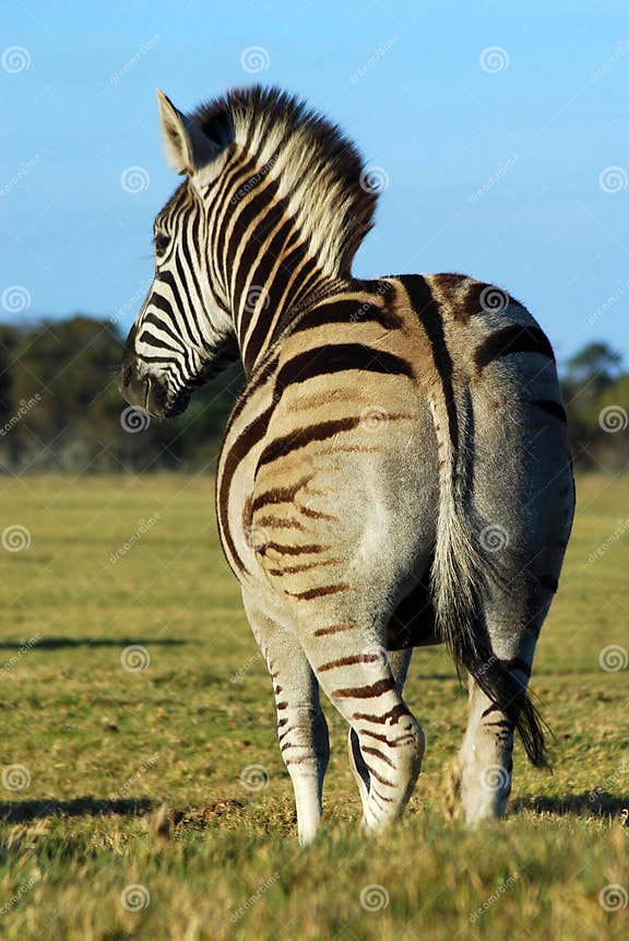 Zebra back view stock image. Image of park, herbivore - 6388847