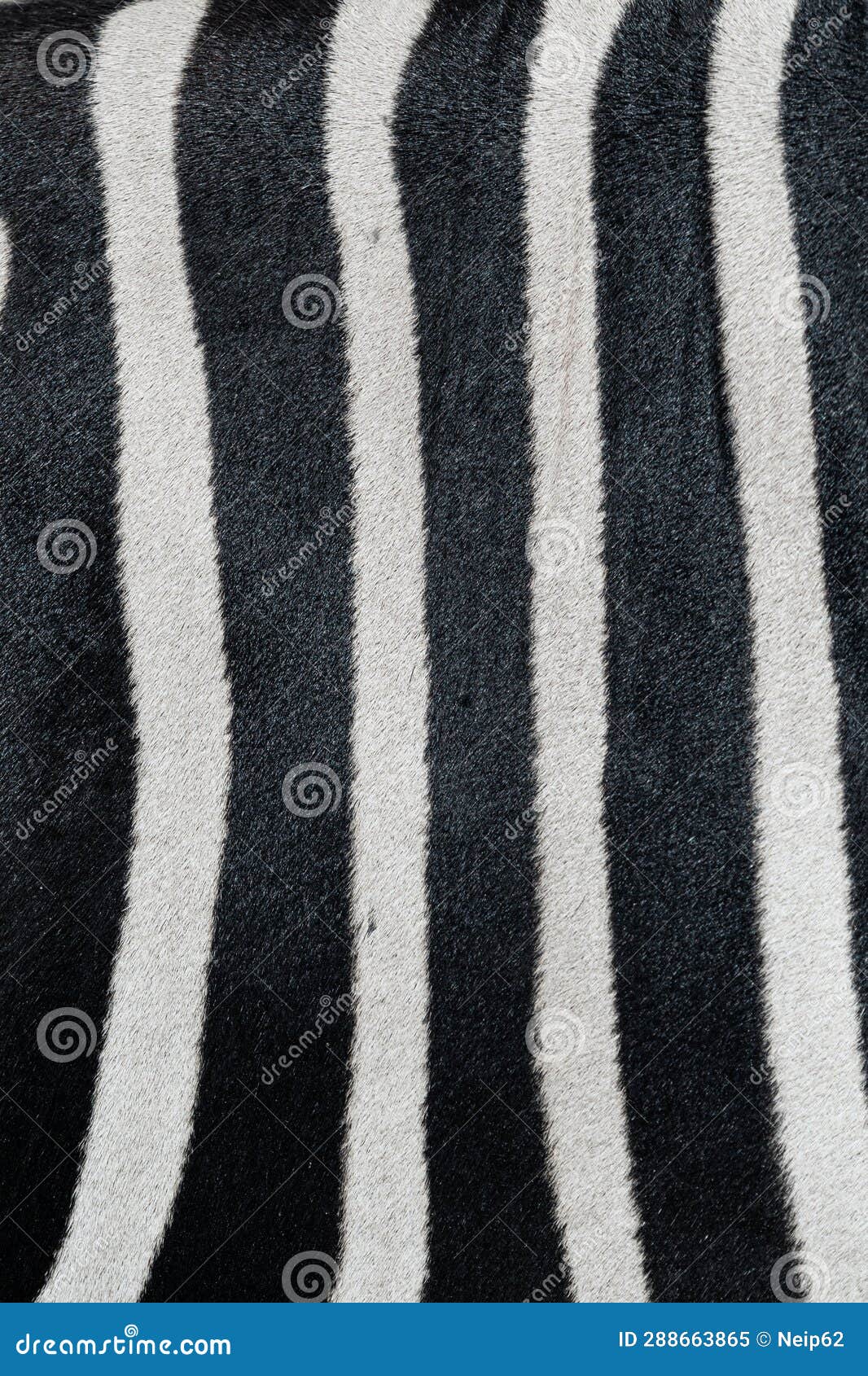 Zebra Background. Zebra Skin Pattern. Natural Black and White Striped ...