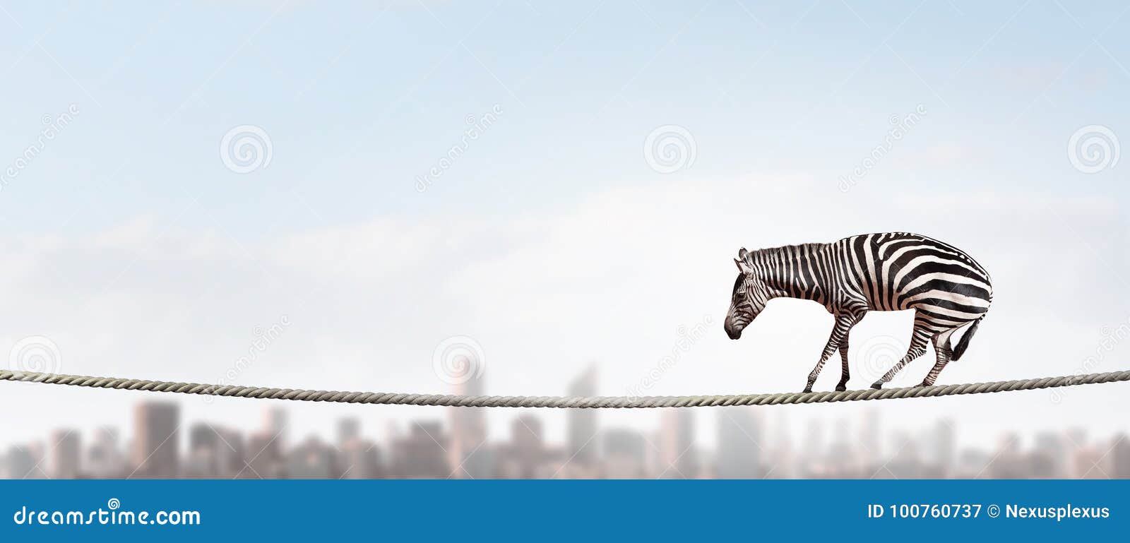 Zebra Balancing on Rope. Mixed Media Stock Image - Image of circus ...