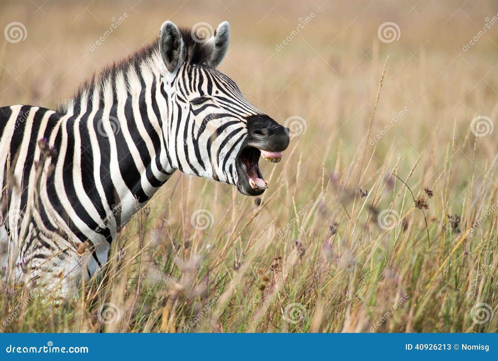 Zebra baring teeth stock image. Image of cream, adult - 40926213
