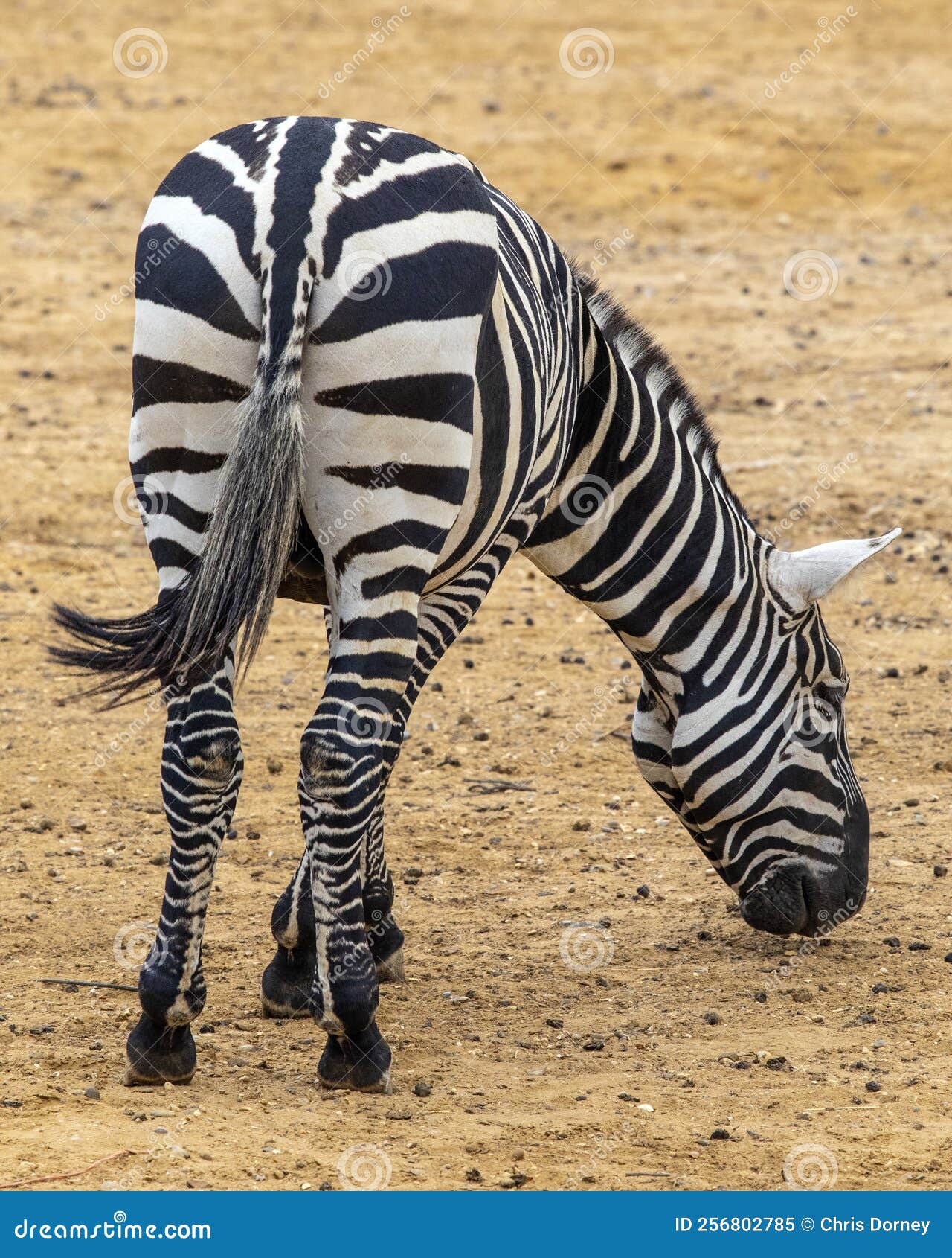 Zebra Grazing stock image. Image of tourism, animal - 256802785