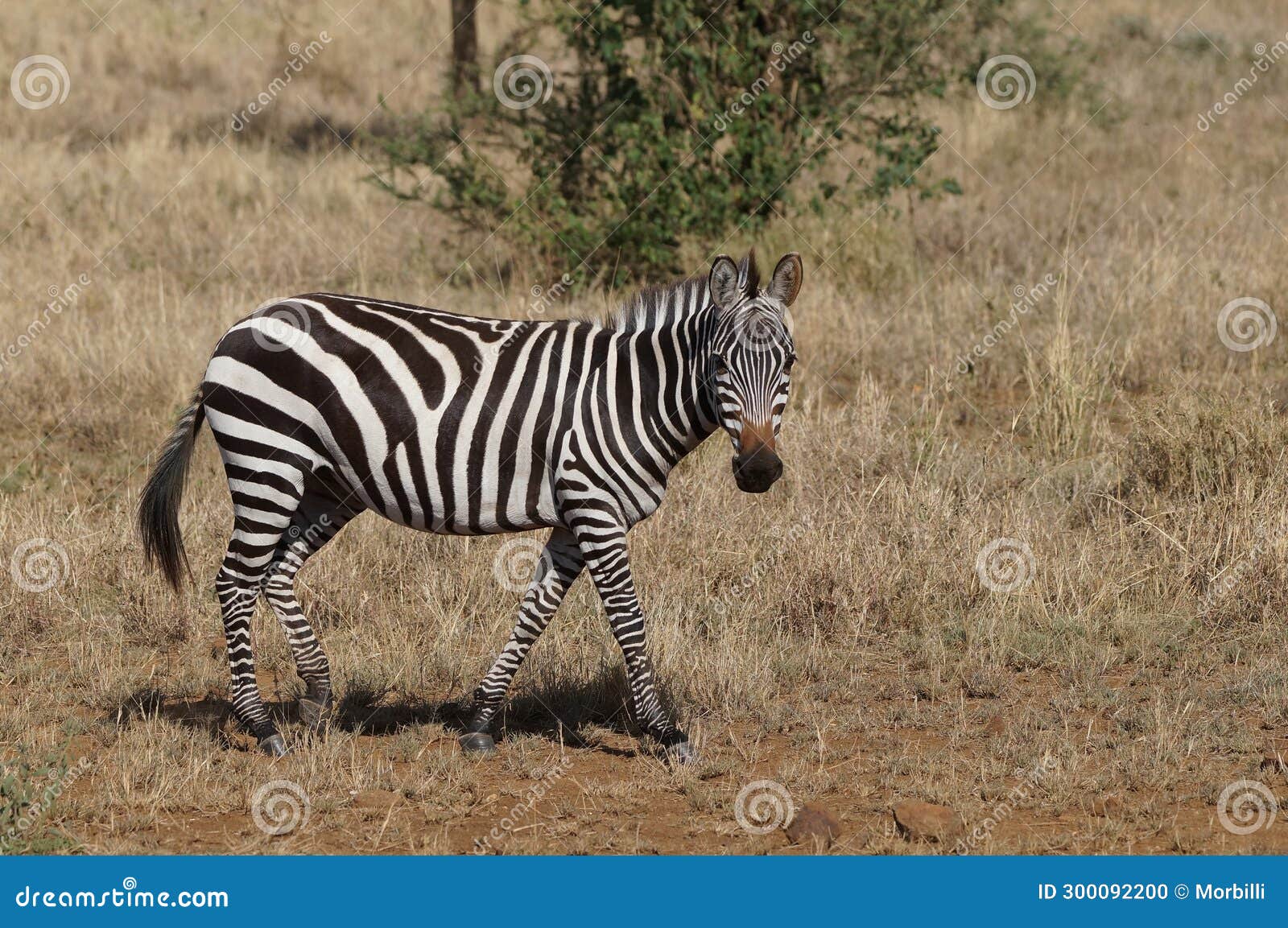 A Zebra with Beautiful Patterns Stock Photo - Image of beautiful ...