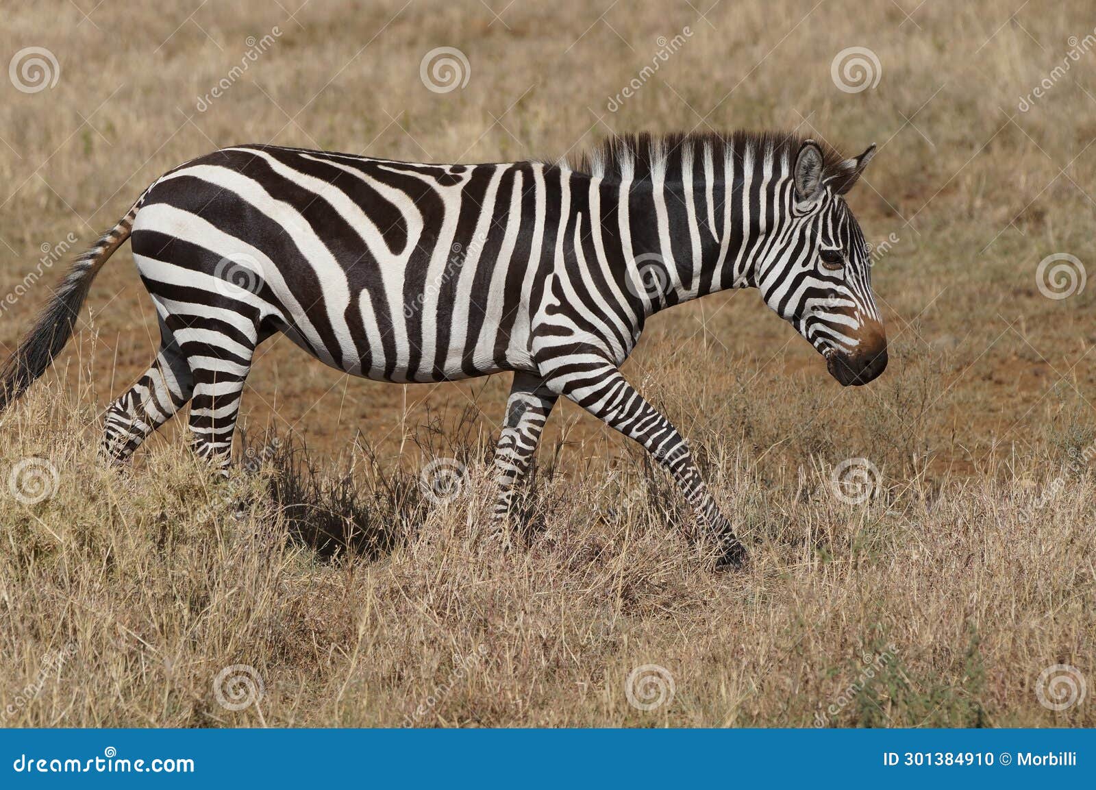 A Zebra with Beautiful Sunlit Patterns Stock Photo - Image of animals ...