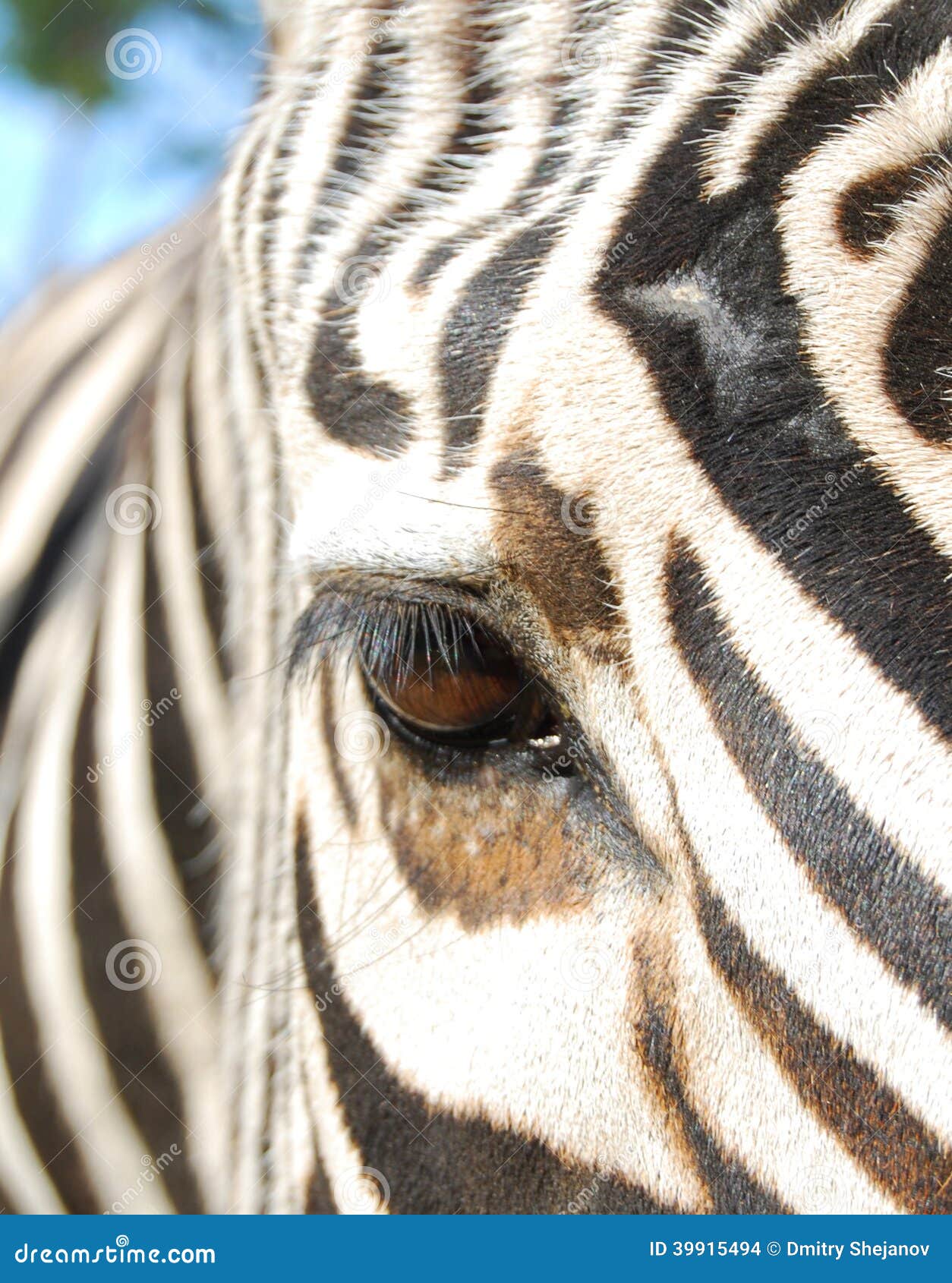 Zebra stock photo. Image of black, white, wild, eyelashes - 39915494