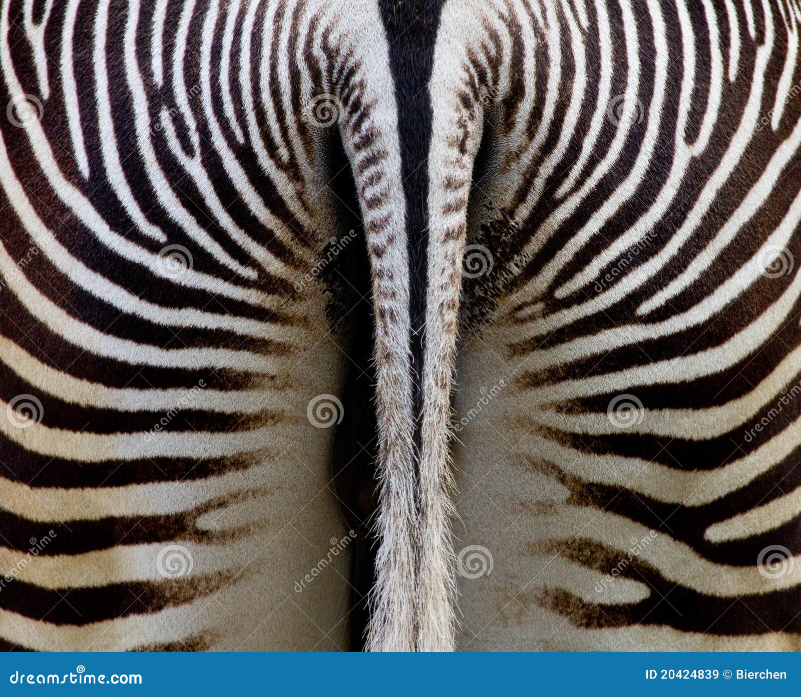 Zebra behind stock image. Image of tails, black, zebra - 20424839