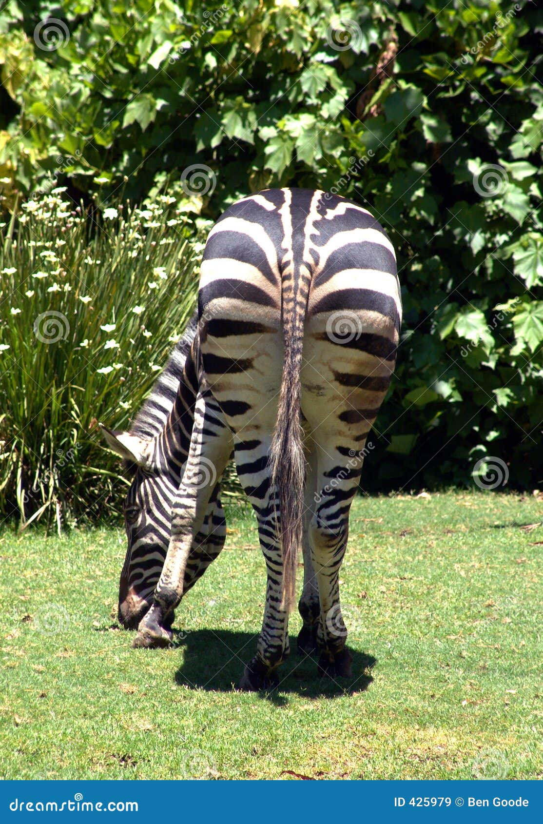 Zebra Behind stock image. Image of wild, white, animal - 425979