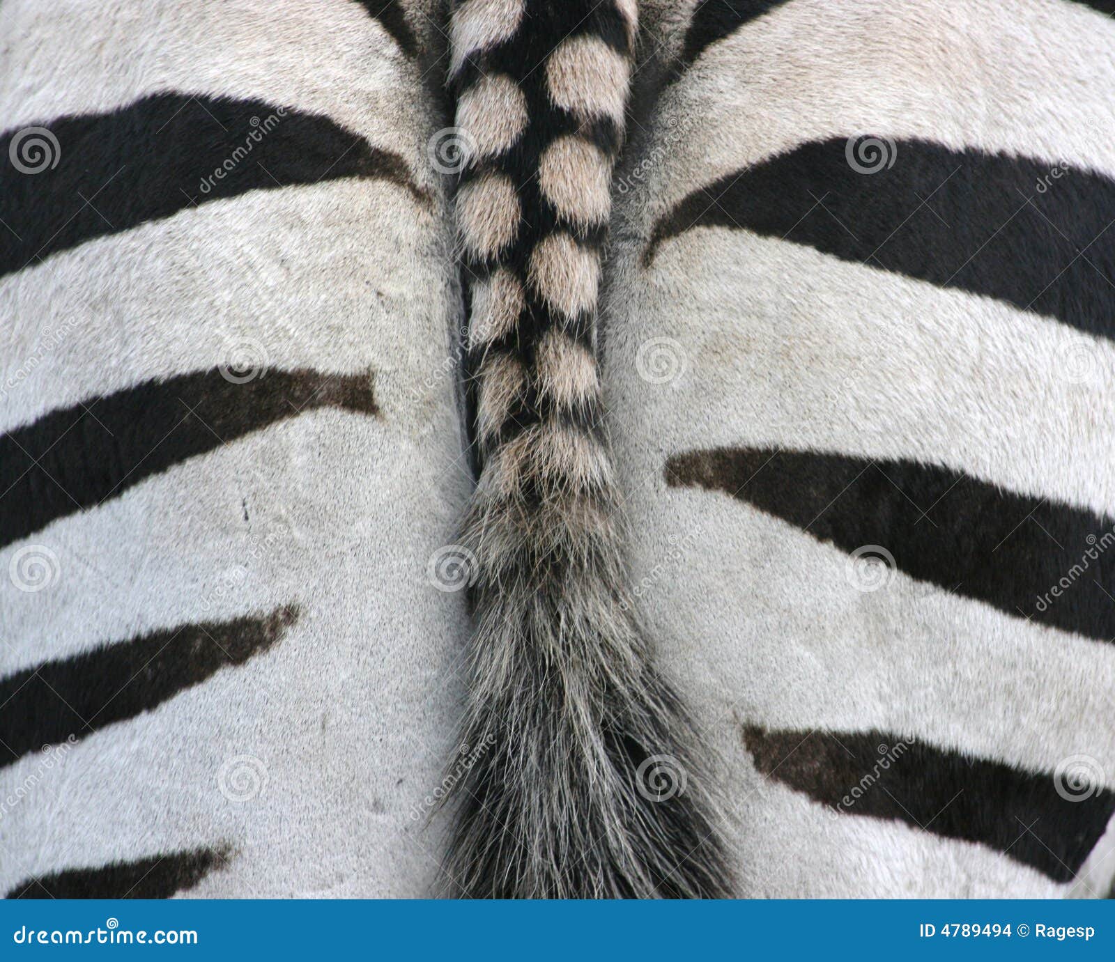 Zebra from behind stock photo. Image of nature, hind, rear - 4789494