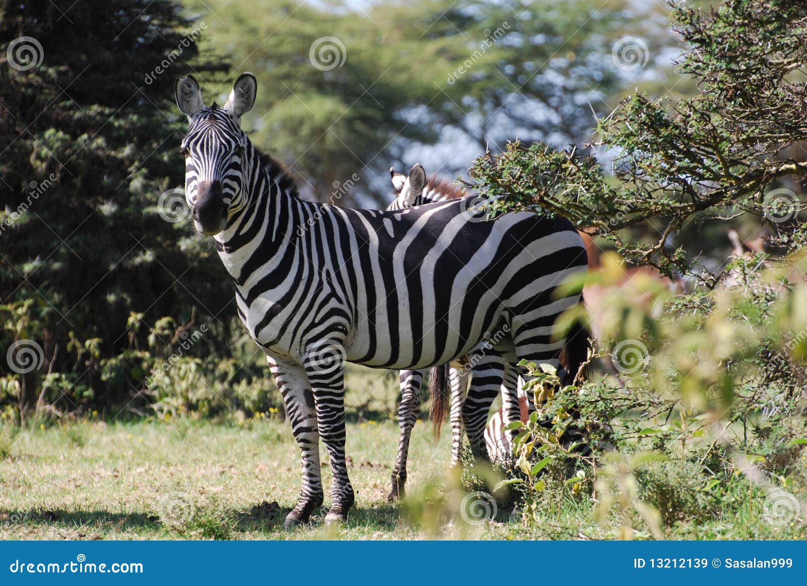 Zebra Behind Bush stock image. Image of nature, kenya - 13212139