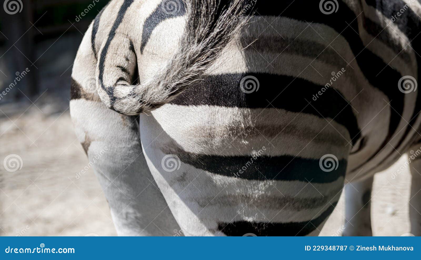 Zebra from Behind Close Up Protecting Captive Animals at Zoo Stock ...