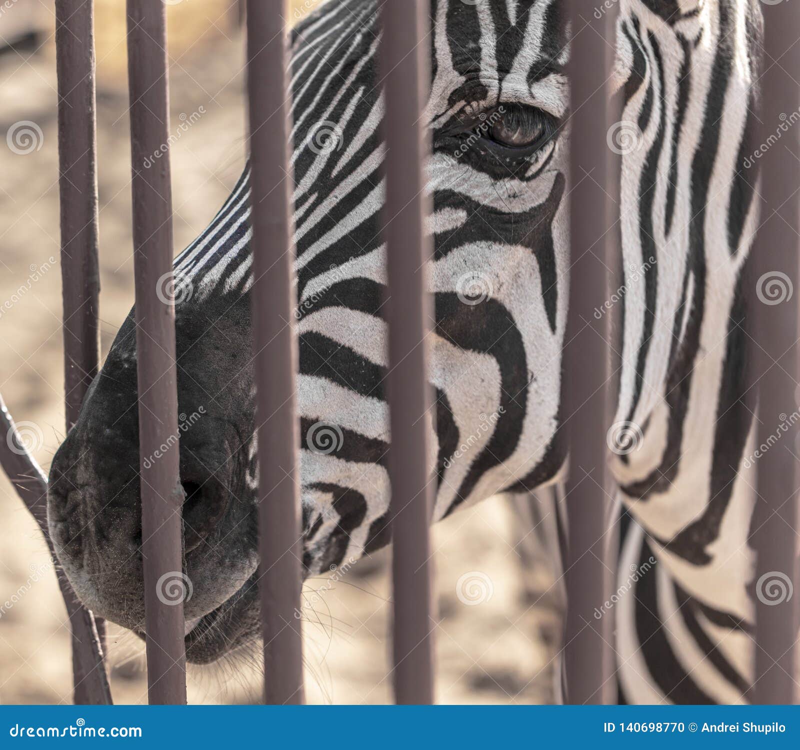Zebra Behind the Fence in the Zoo Stock Photo - Image of border, head ...