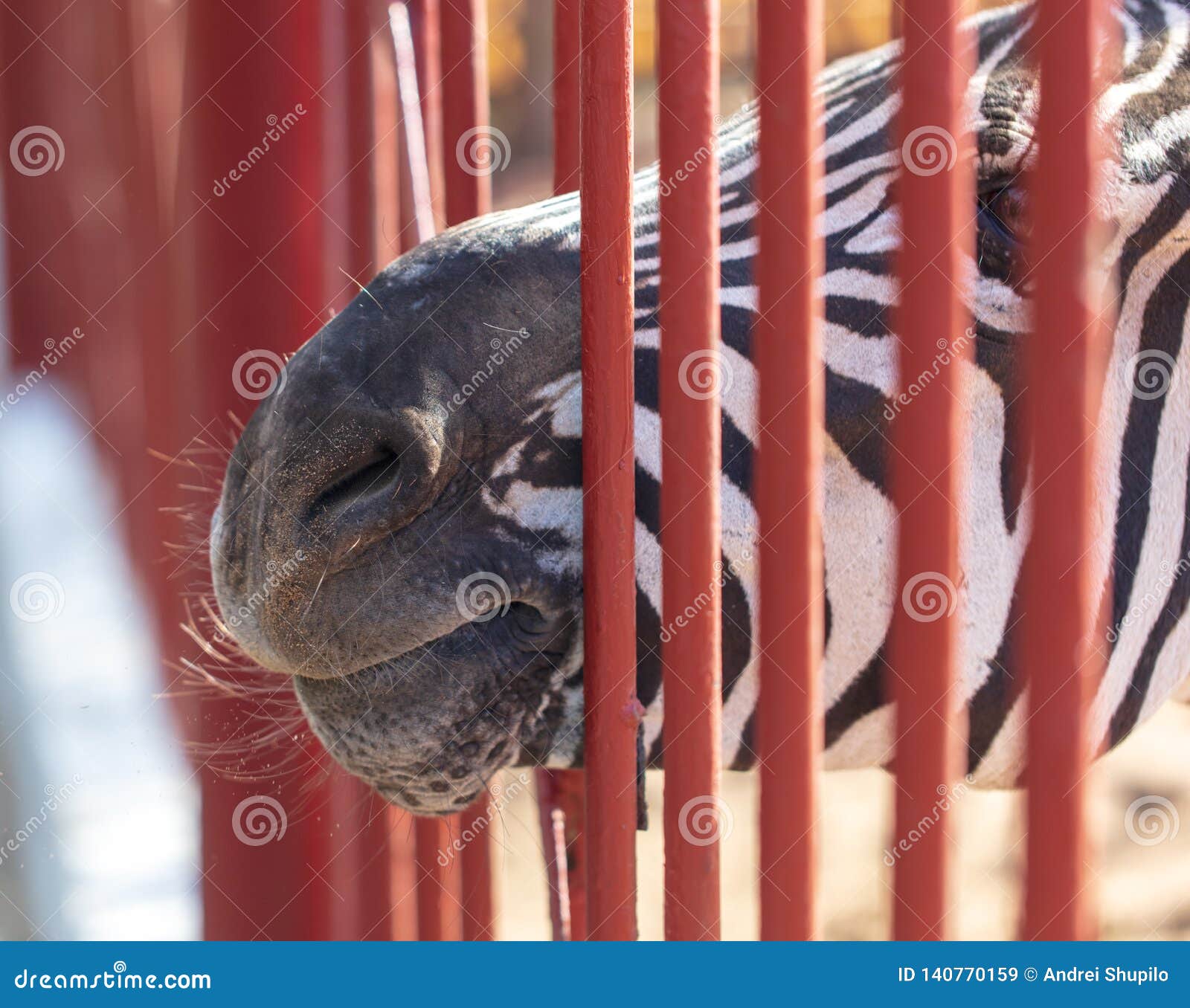 The Zebra Is Behind The Fence And Shows Excellent Masking, A Wild ...