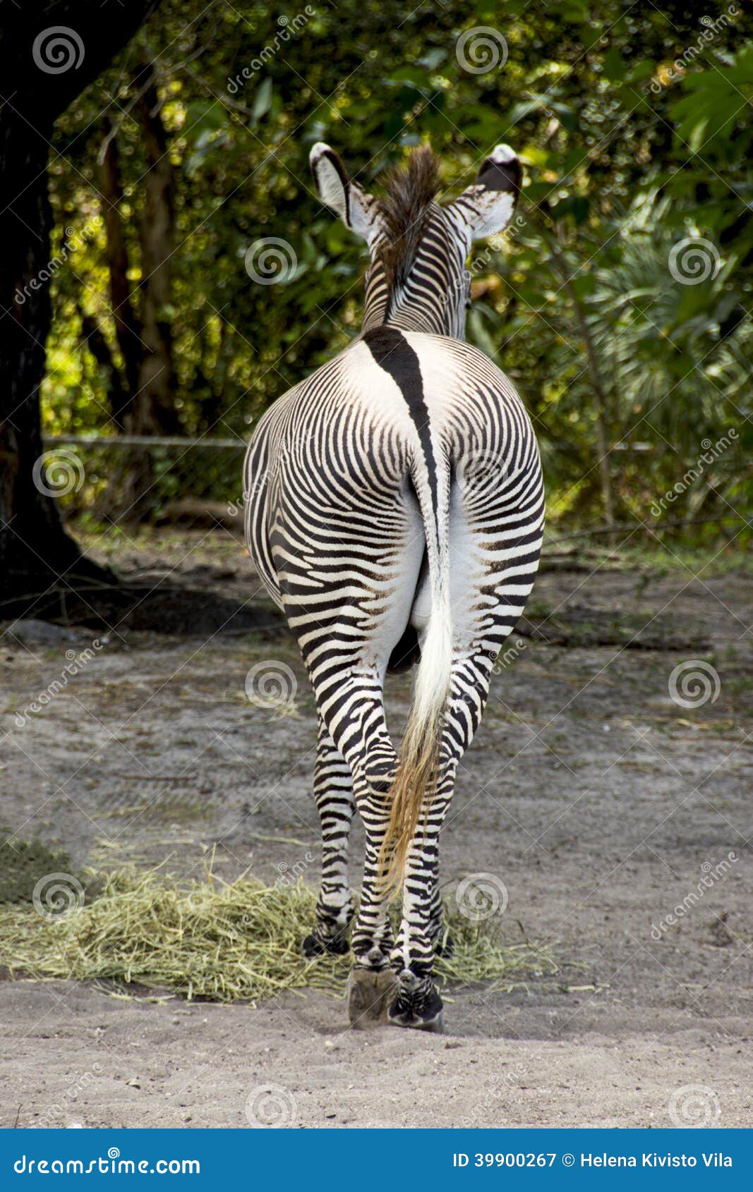 Zebra from behind stock image. Image of backside, animal - 39900267