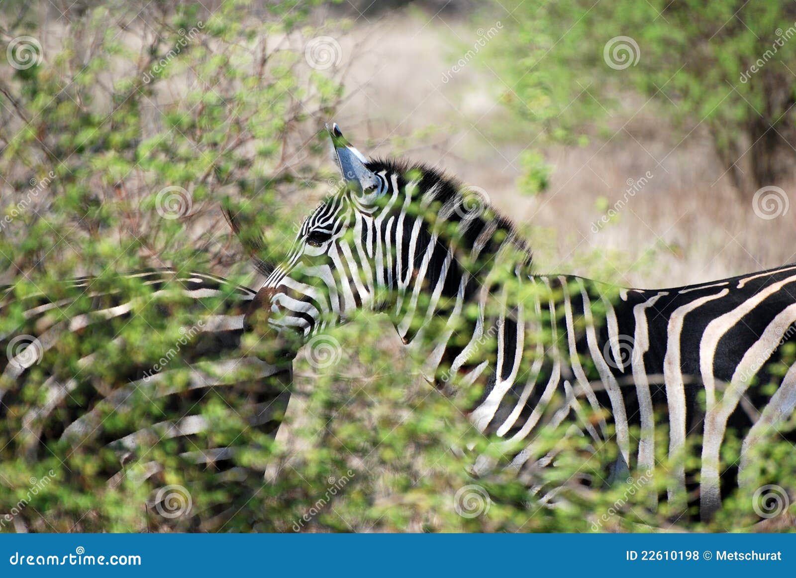Zebra behind shrubbery stock photo. Image of white, wildlife - 22610198