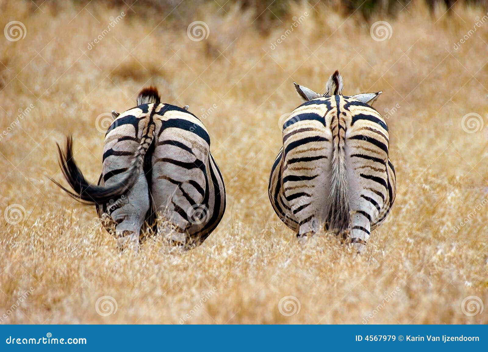 Zebra behinds stock image. Image of african, back, zebras - 4567979
