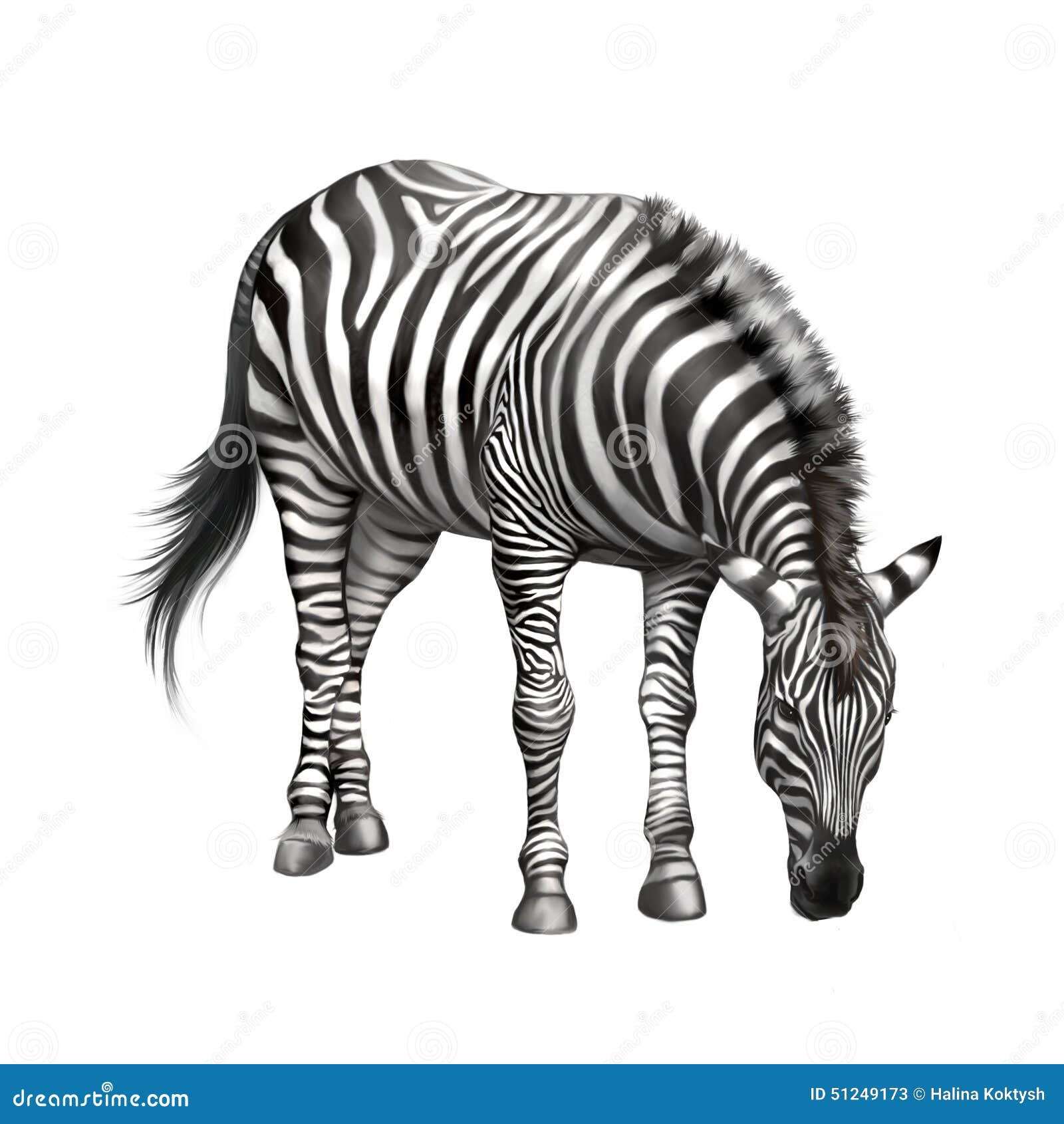 Zebra Bent Down Eating Grass. Isolated on White Stock Illustration ...