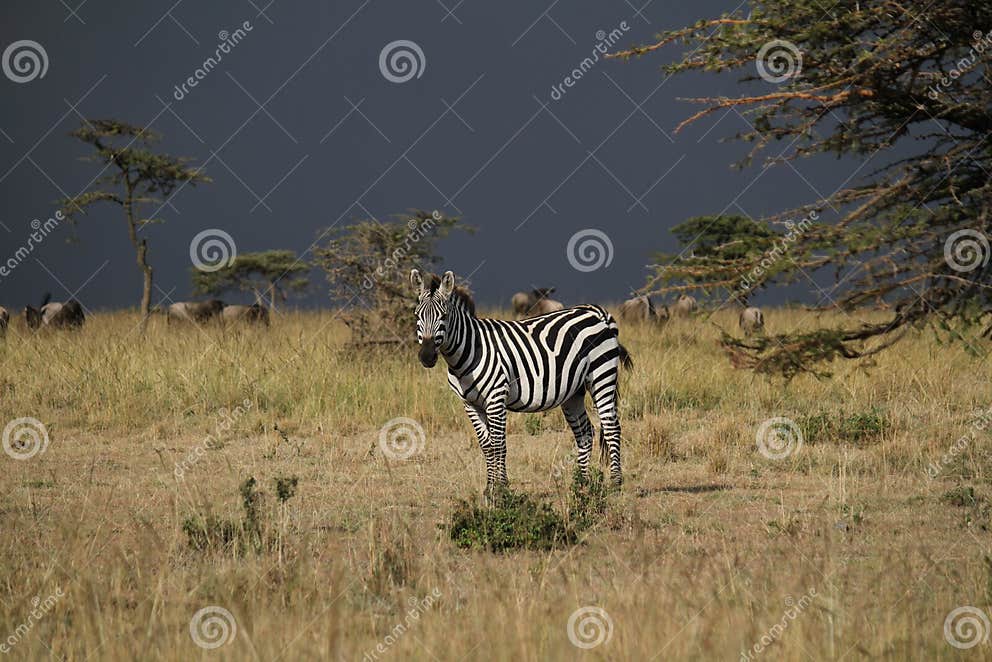 A zebra in the best light stock image. Image of adventure - 255498095