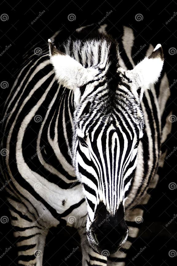 Zebra in bianco e nero immagine stock. Immagine di ritratto - 41229717