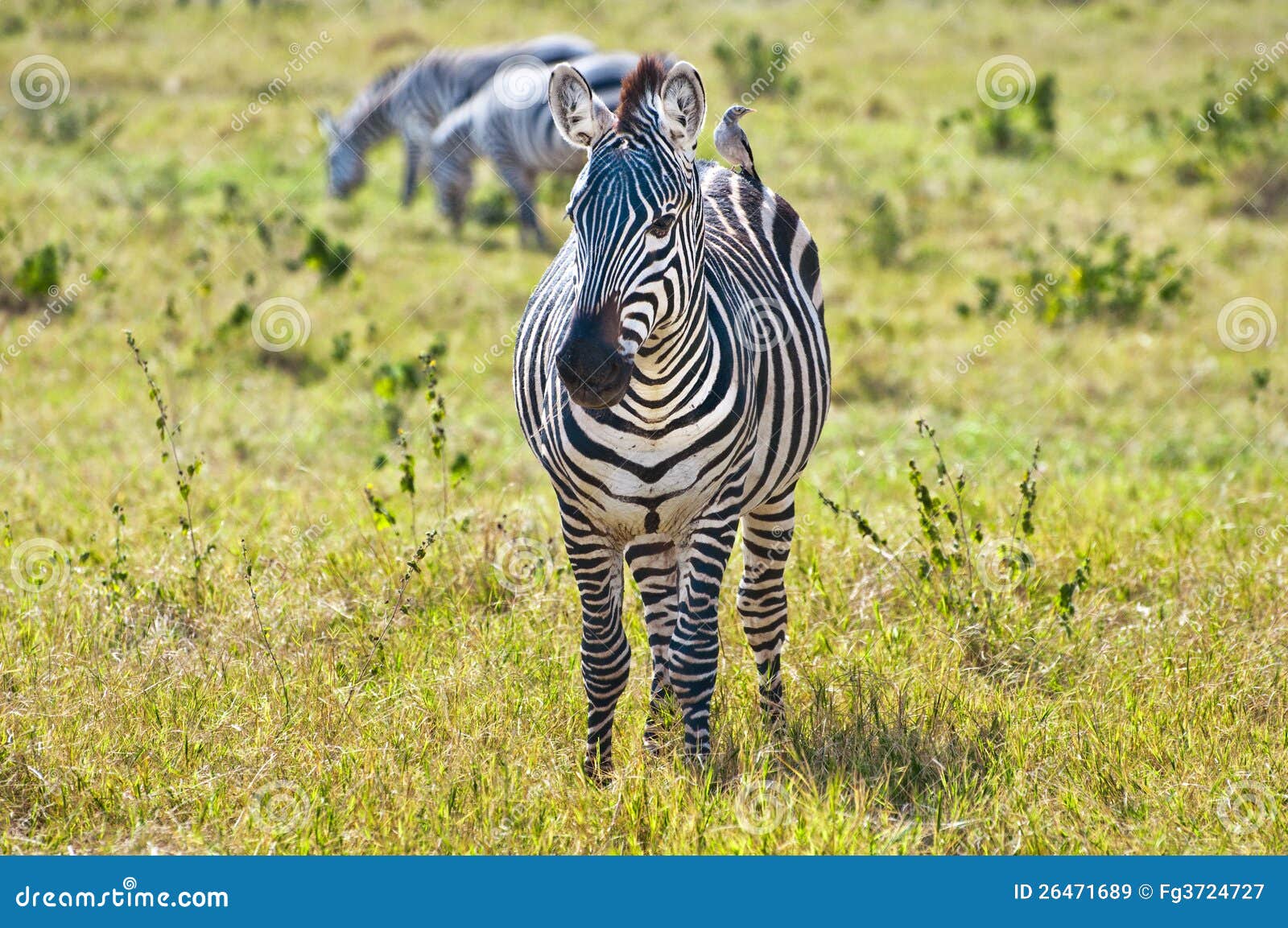 Zebra & Bird stock image. Image of kenya, zebras - 26471689