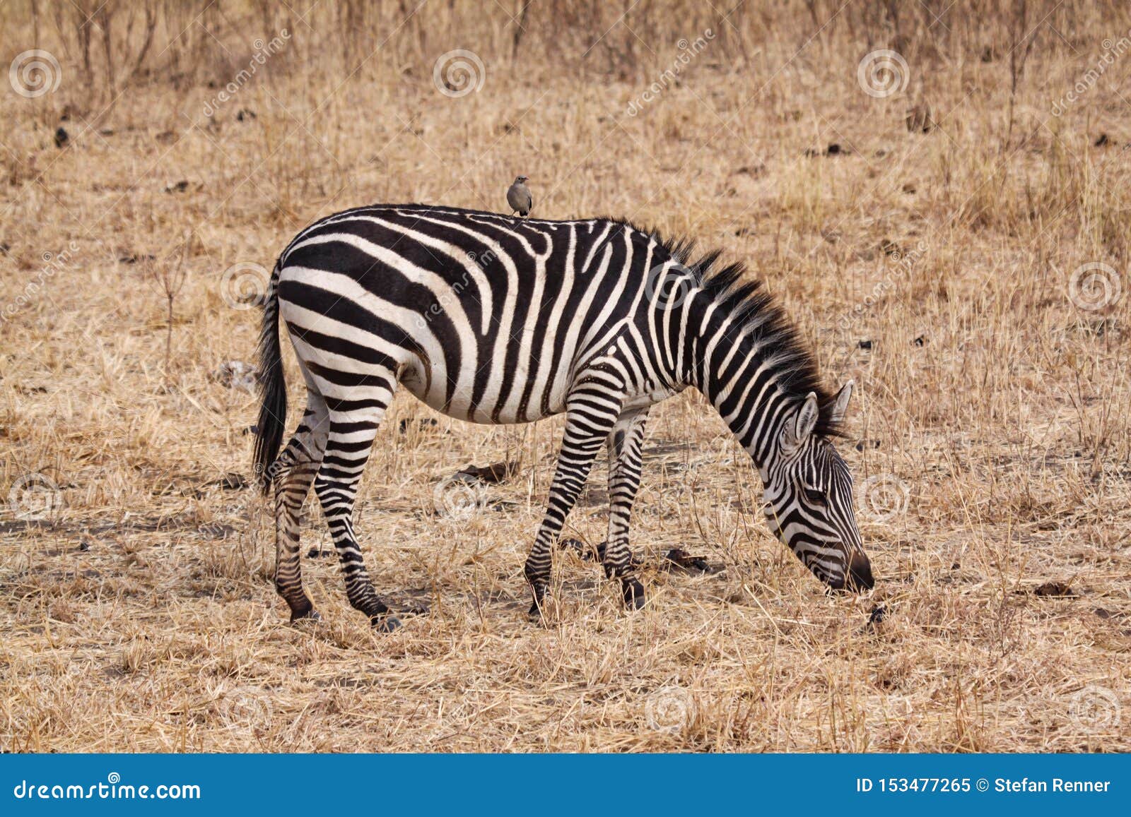 Zebra bird stock image. Image of steppe, dryness, symbiosis - 153477265