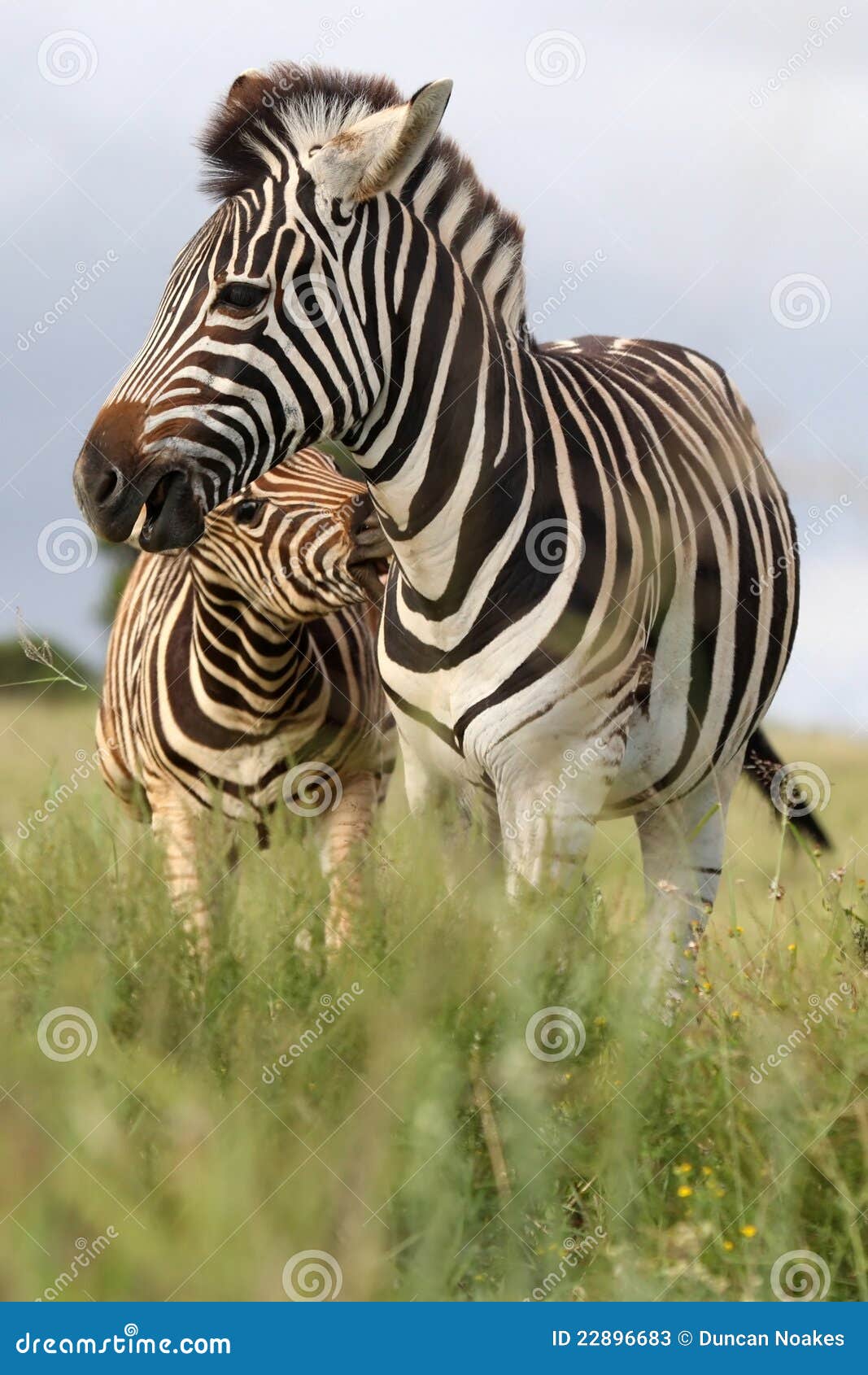 Zebra Bite stock image. Image of creature, wildlife, pattern - 22896683