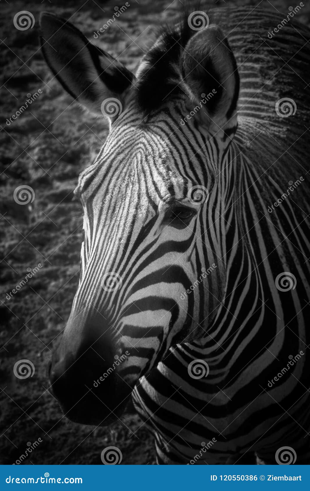 Zebra in Black and White Thinking about Wild Life Stock Photo - Image ...