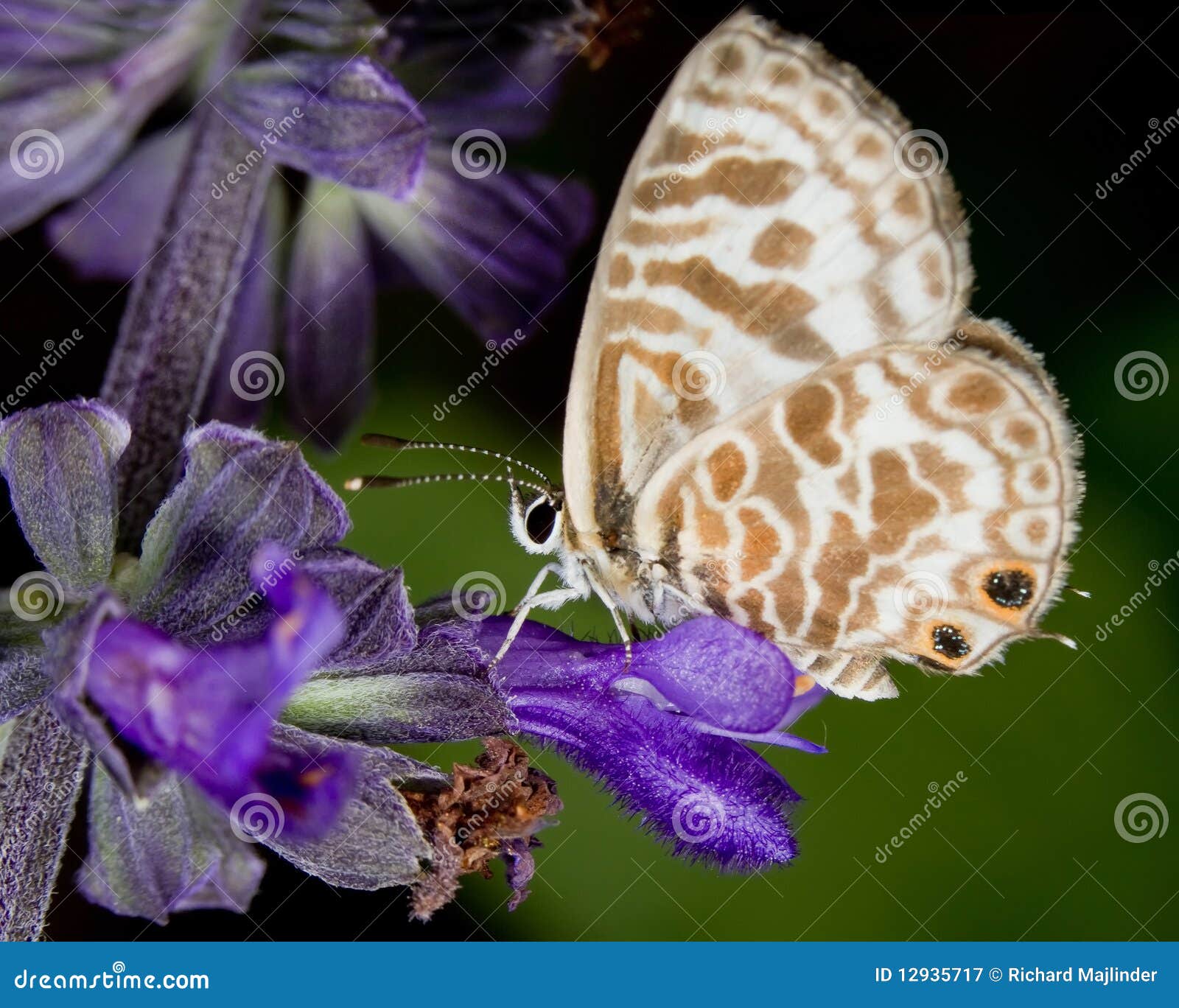 Zebra Blue Leptotes Plinius Butterfly On Ehretia Laevis Or Ehretia ...