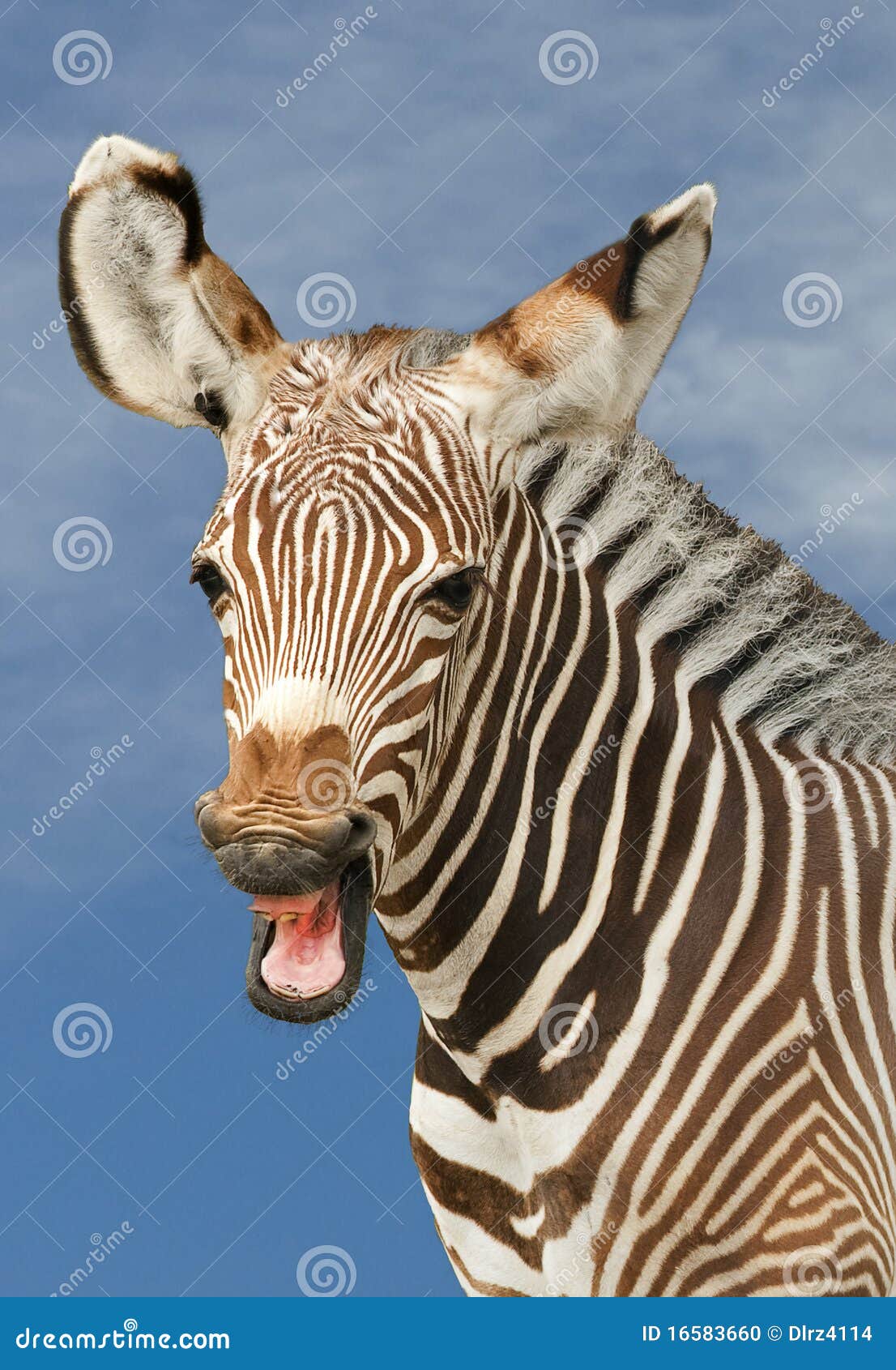 Zebra on Blue Sky stock photo. Image of neigh, zebra - 16583660