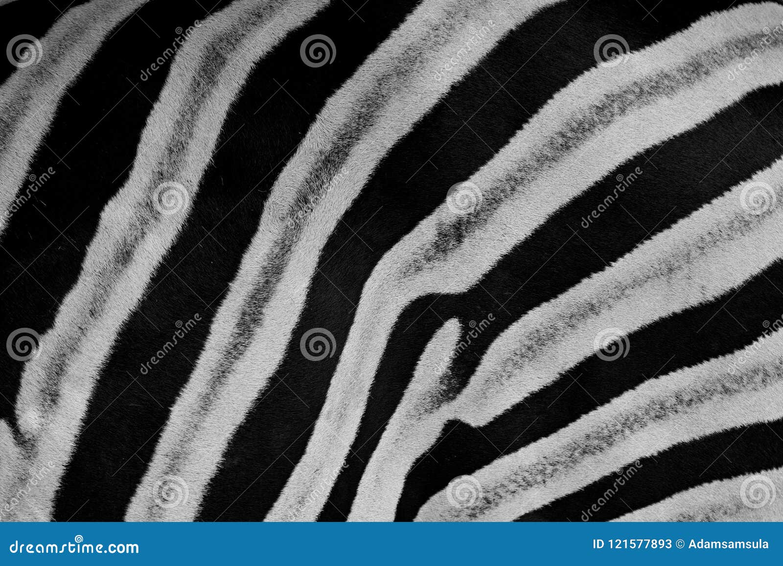 Zebra stock image. Image of stripes, hair, body, white - 121577893