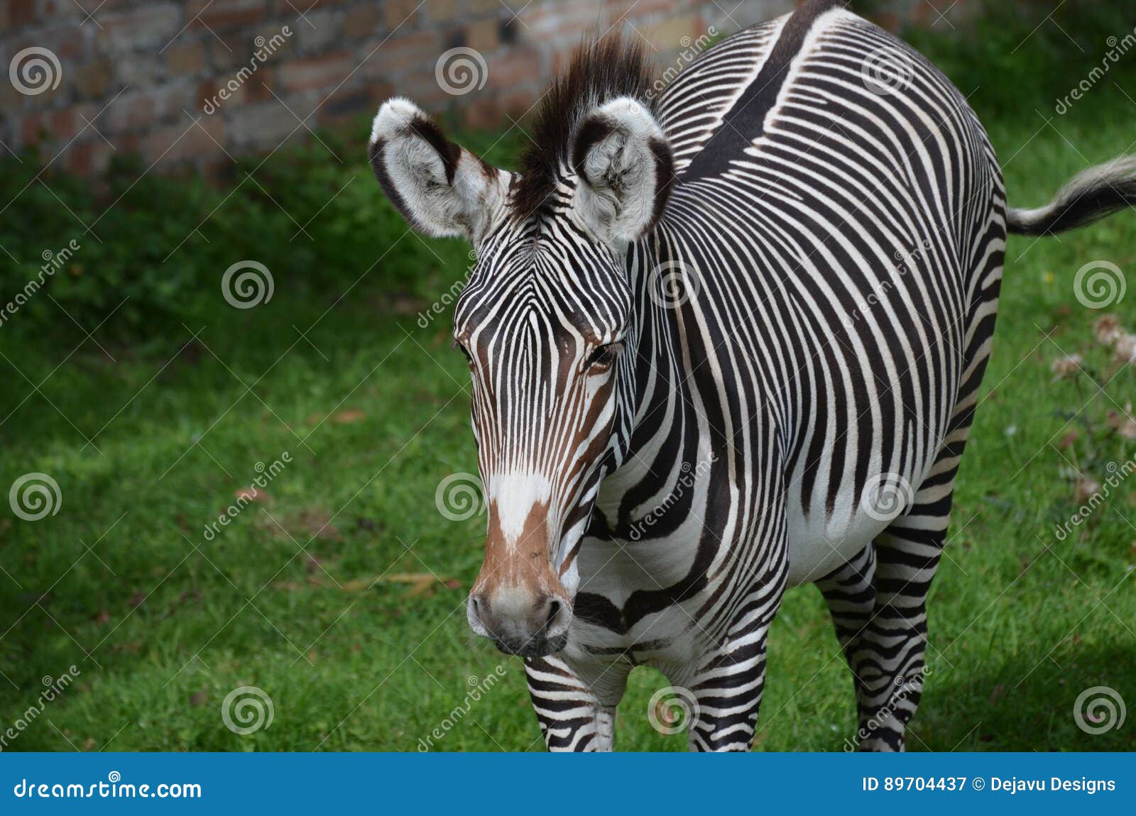 Zebra with Bold Markings and Brown on His Nose Stock Image - Image of ...