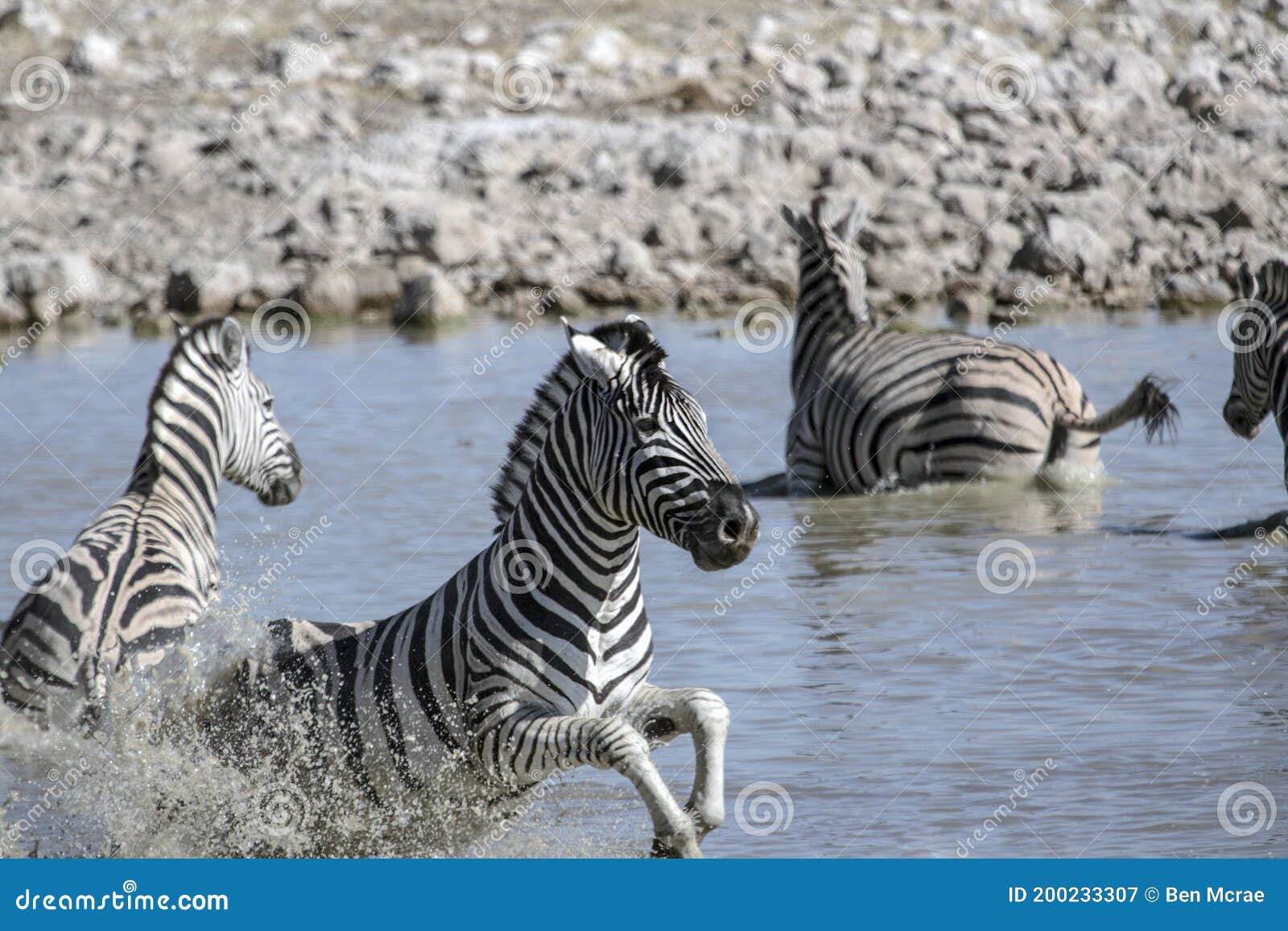 Zebra running from water stock image. Image of okaukuejo - 200233307