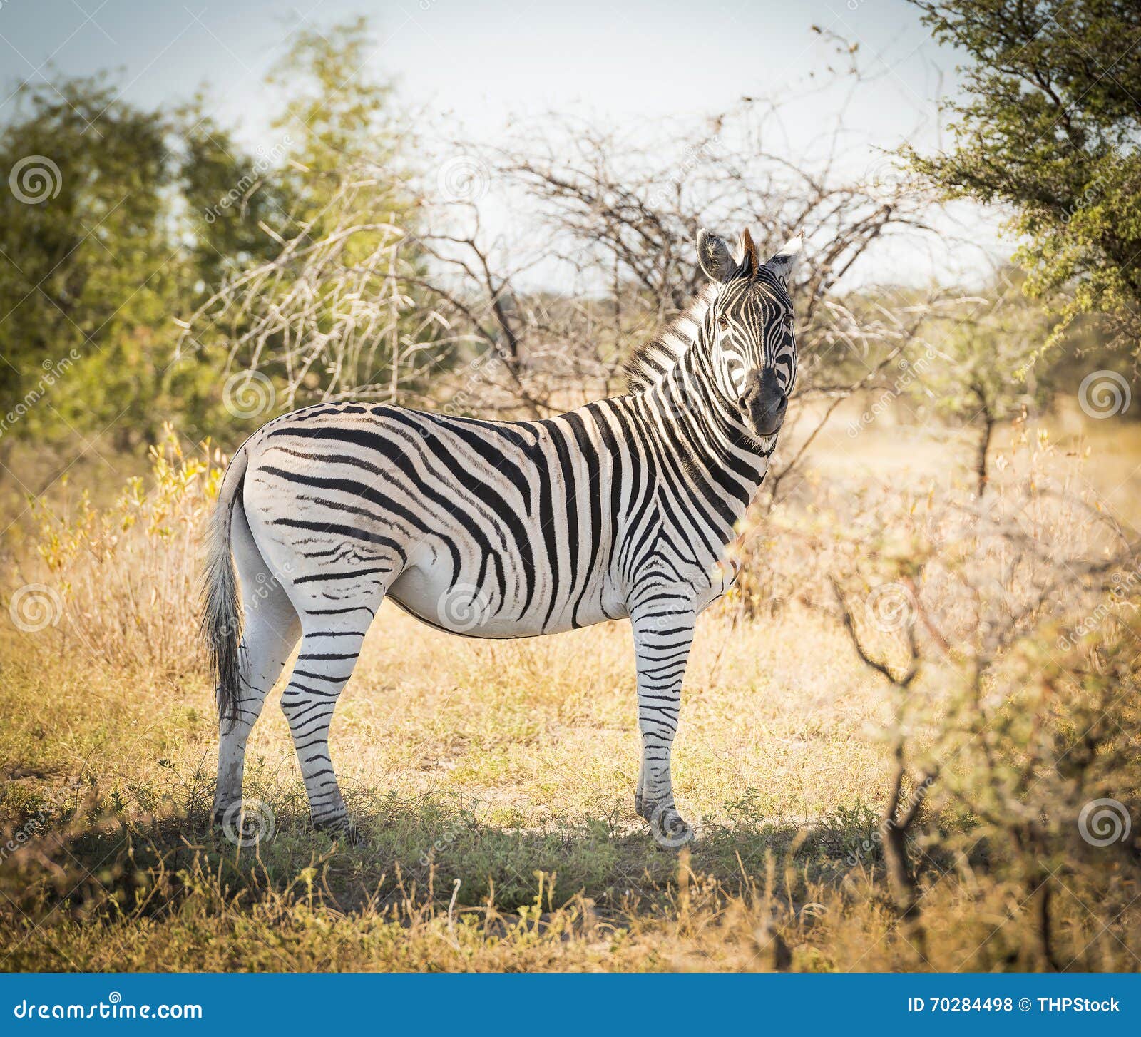 Zebra stock photo. Image of grassland, wildlife, family - 70284498