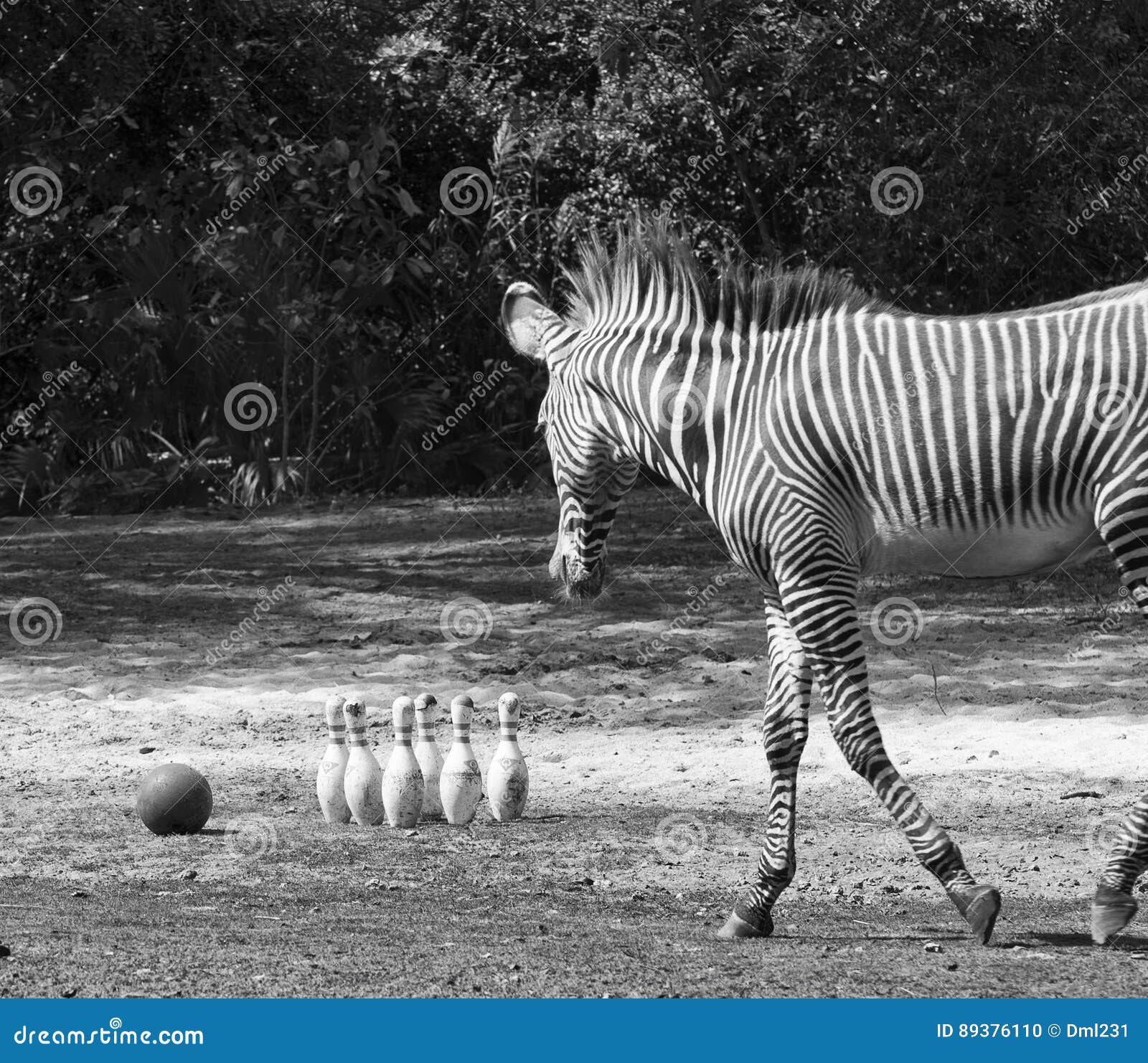 Zebra with Bowling Ball and Pins Stock Photo - Image of white, grass ...