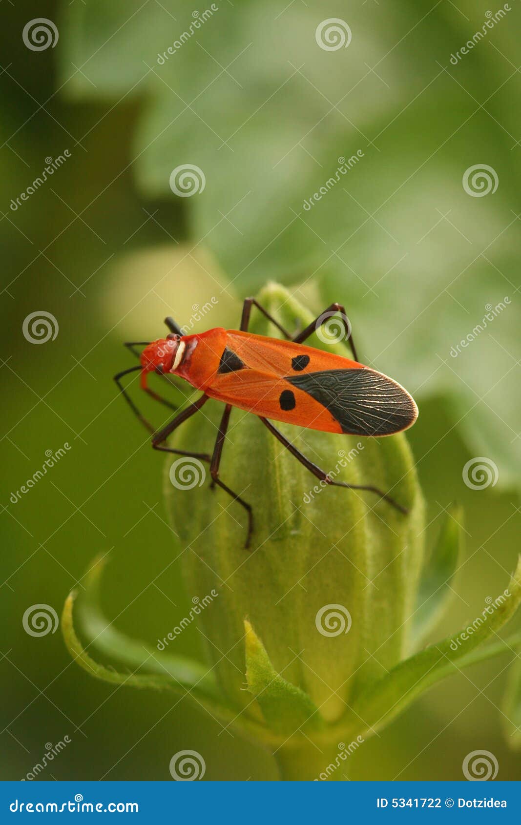 Zebra Bug Picture. Image: 5341722