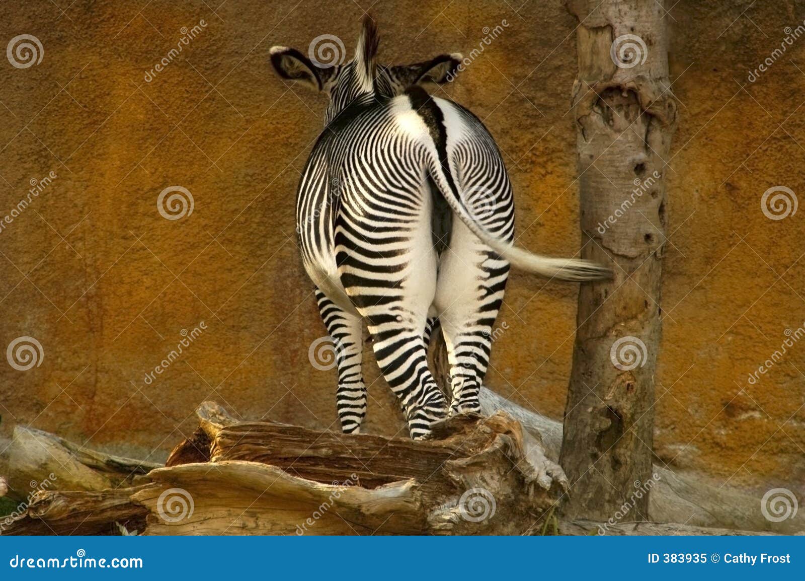 Zebra & Wall stock image. Image of stand, patient, deadend - 383935