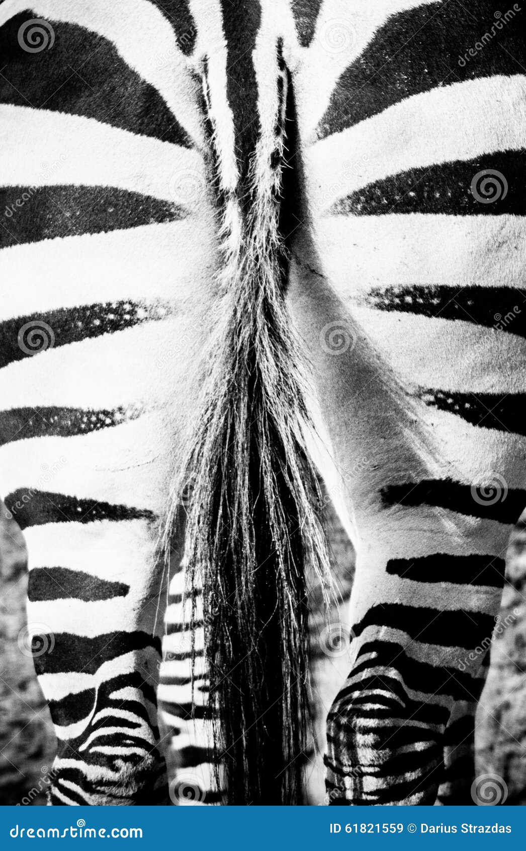 Zebra butt, tail stock image. Image of portrait, burchelli - 61821559