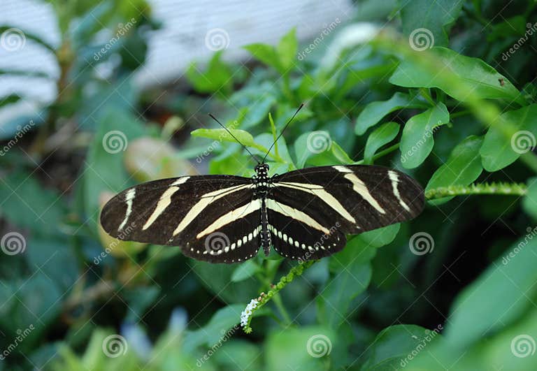 Zebra butterfly stock image. Image of insect, striped - 6086333