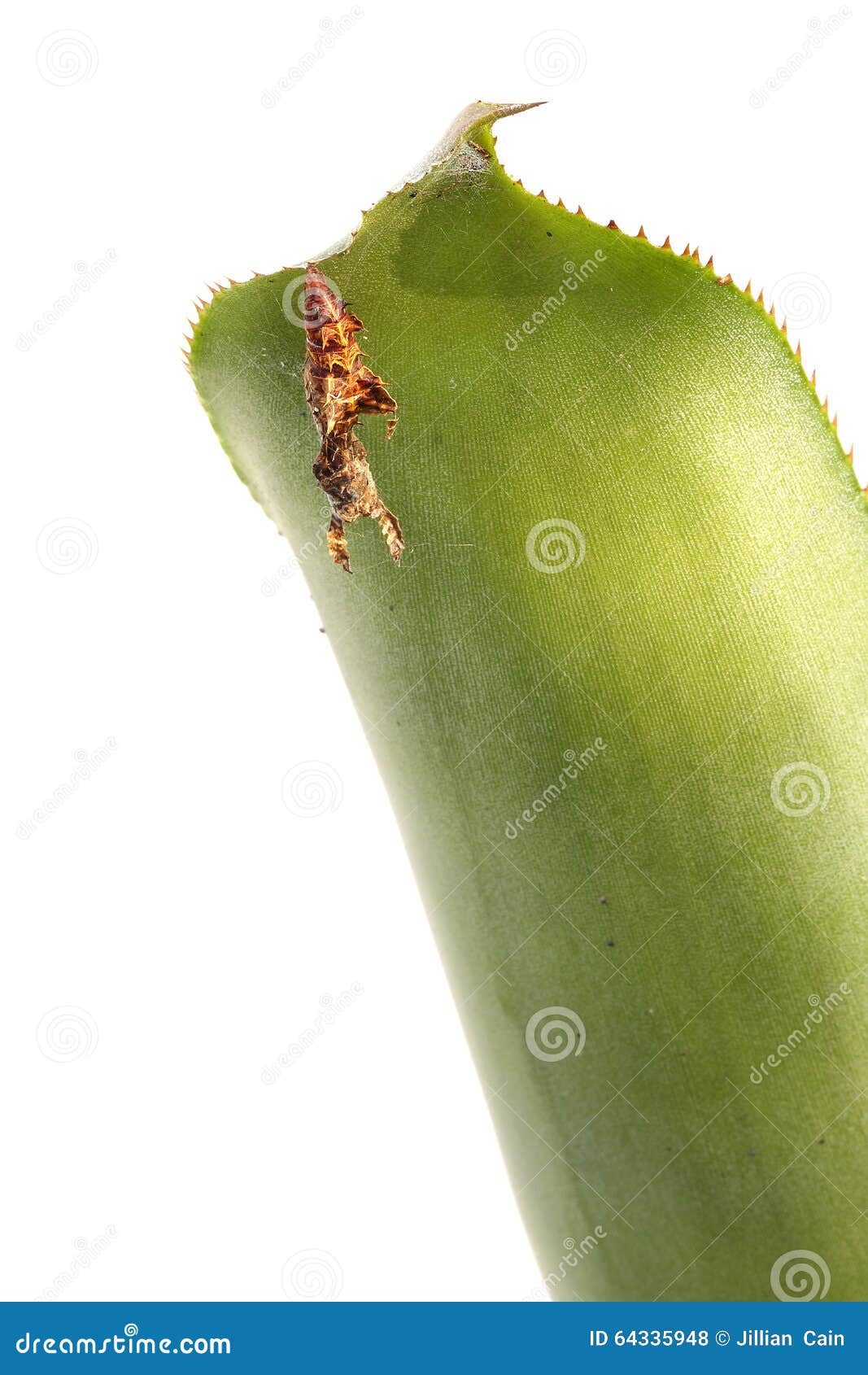 Zebra Butterfly Chrysalis Hangs from a Bromeliad Leaf, Isolated on ...
