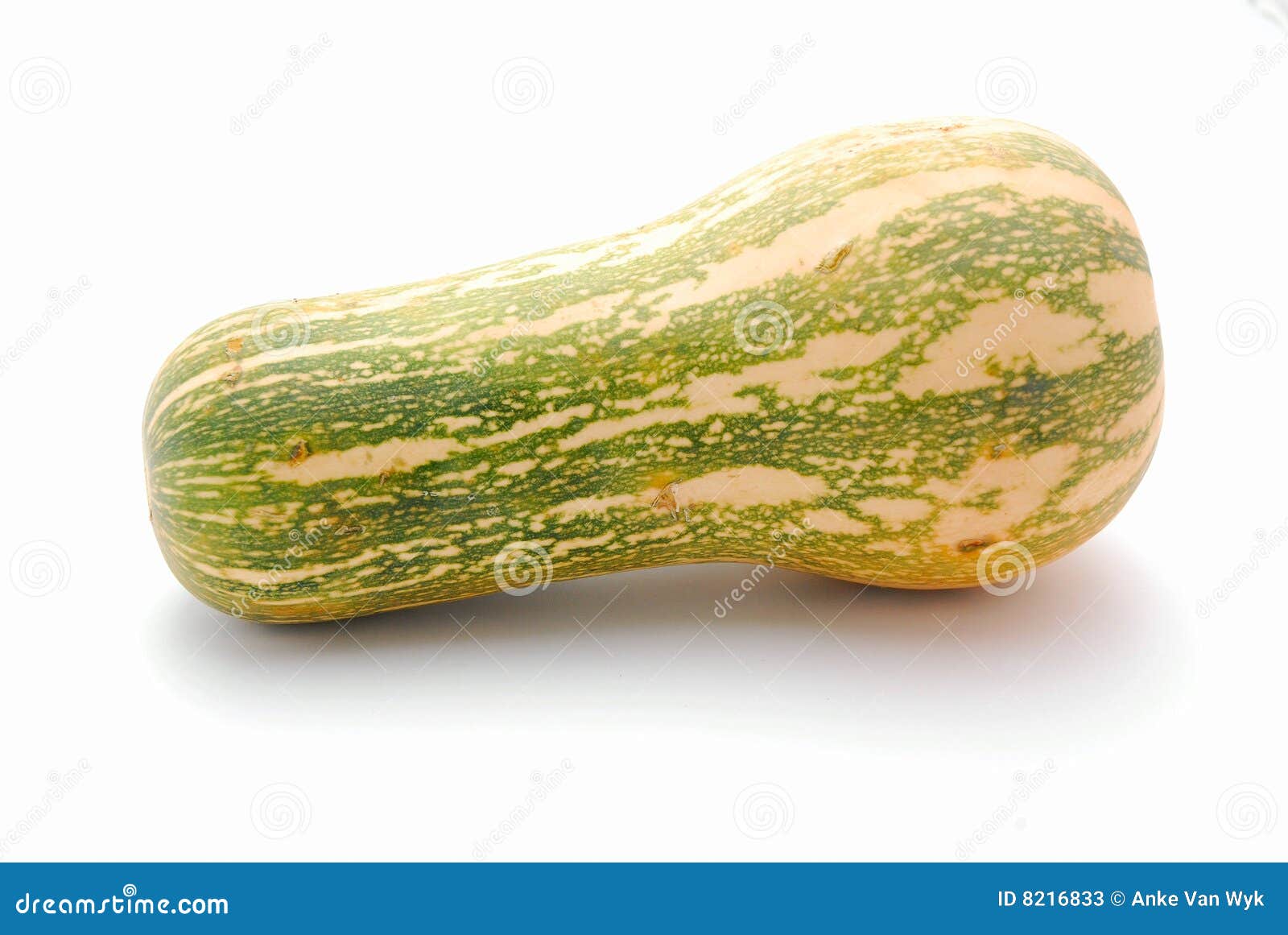 Zebra Butternut stockbild. Bild von zebra, nahrhaft, süd - 8216833