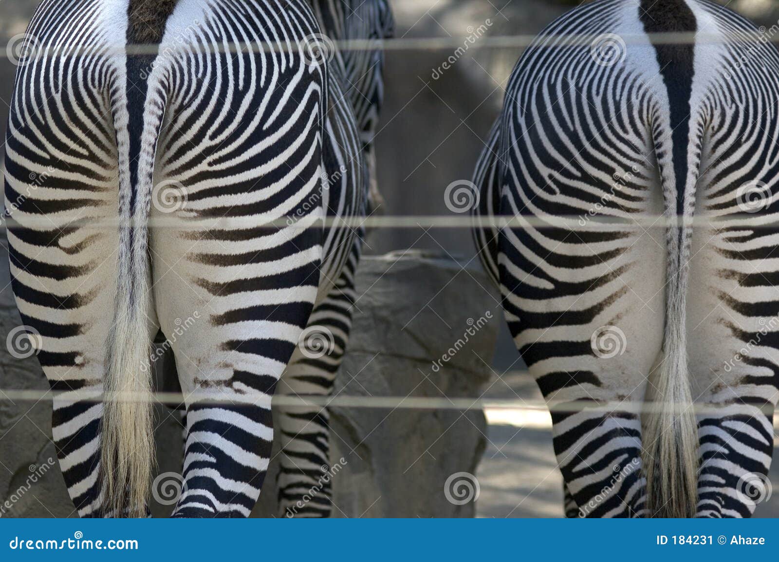 Zebra butts stock image. Image of silly, pair, funny, stripes - 184231