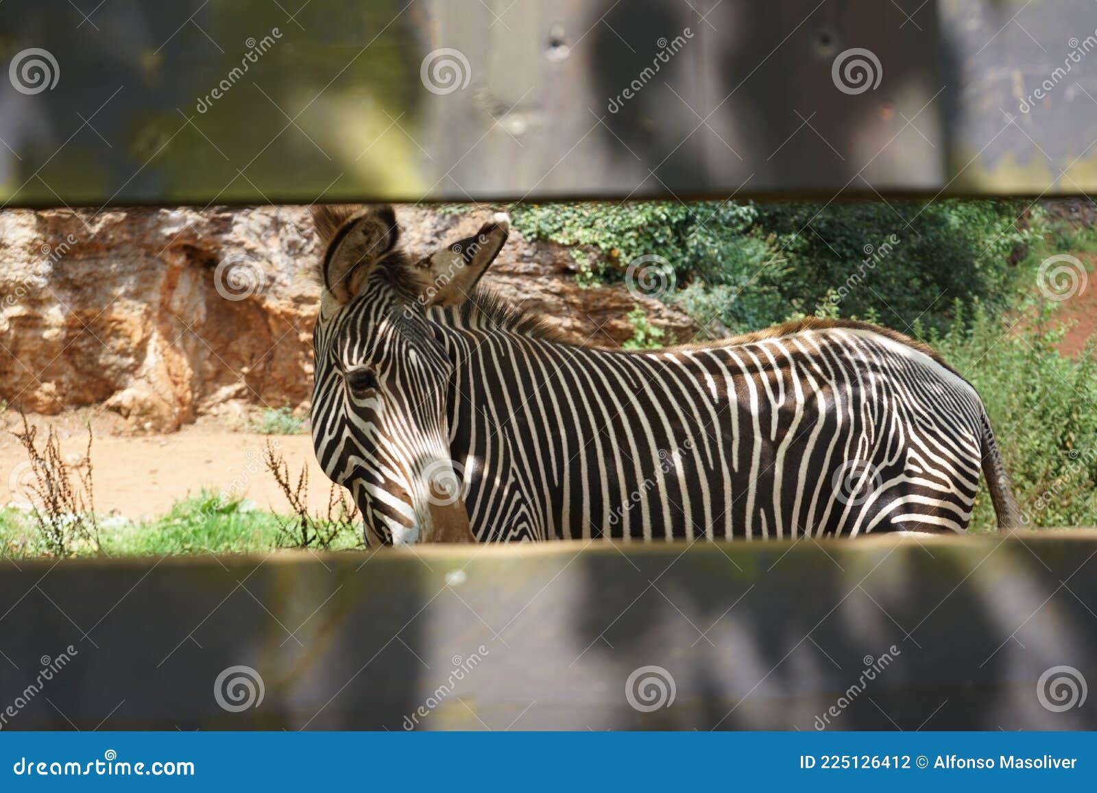 Zebra in CabÃ¡rceno zoo stock photo. Image of spanish - 225126412